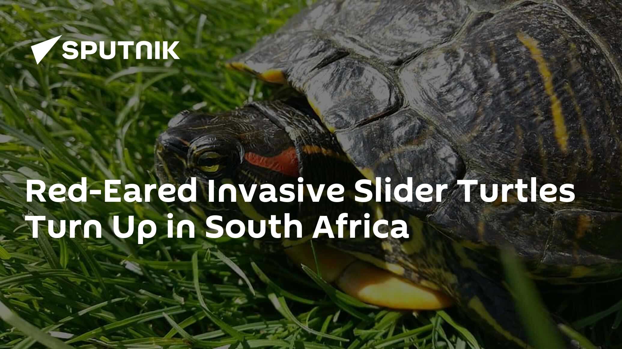 Red-eared Invasive Slider Turtles Species Turn Up in South Africa
