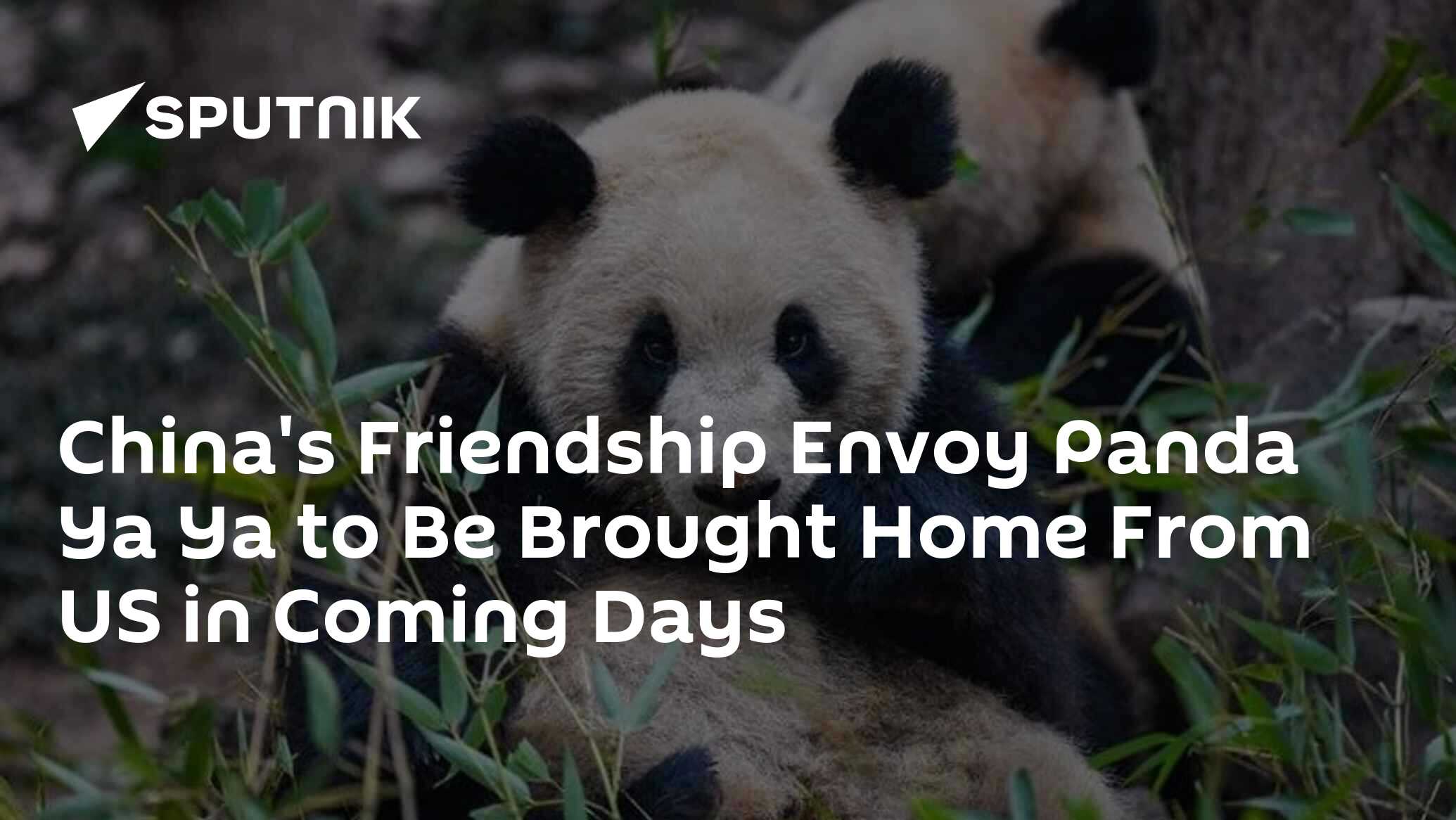 China's Friendship Envoy Panda Ya Ya to Be Brought Home From US