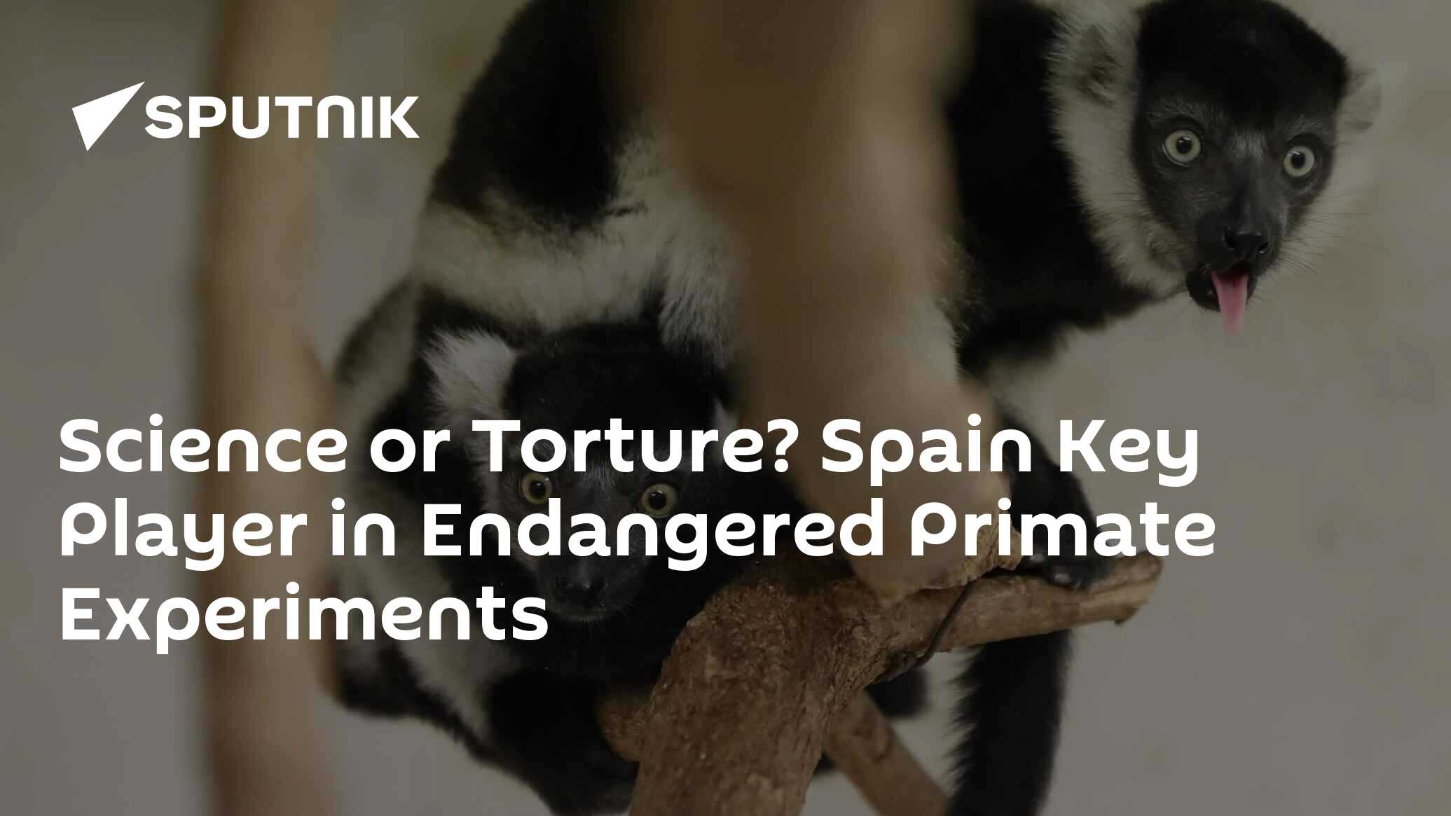 Science or Torture? Spain Key Player in Endangered Primate Experiments