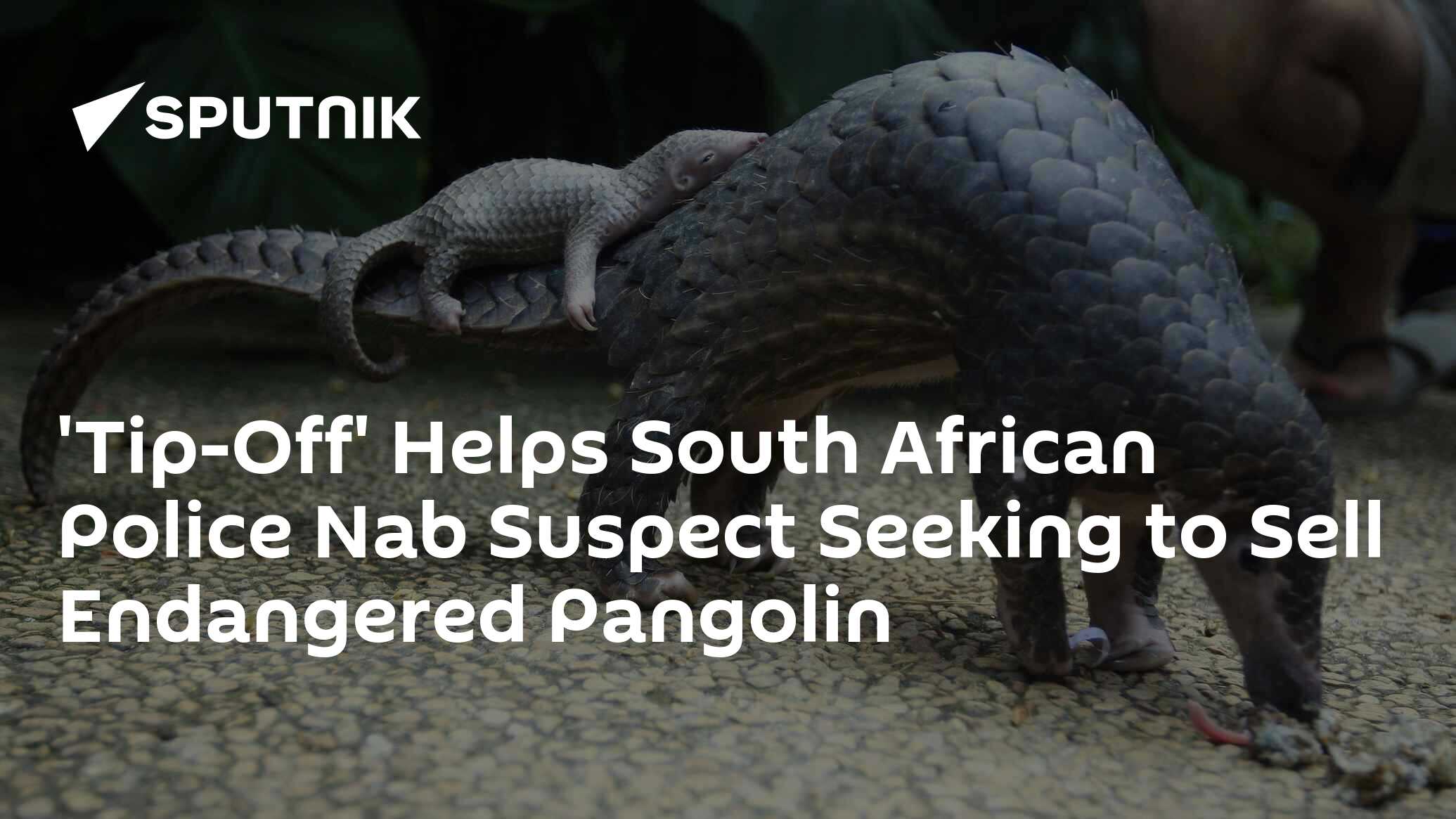 'Tip-Off' Helps South African Police Nab Suspect Seeking to Sell ...