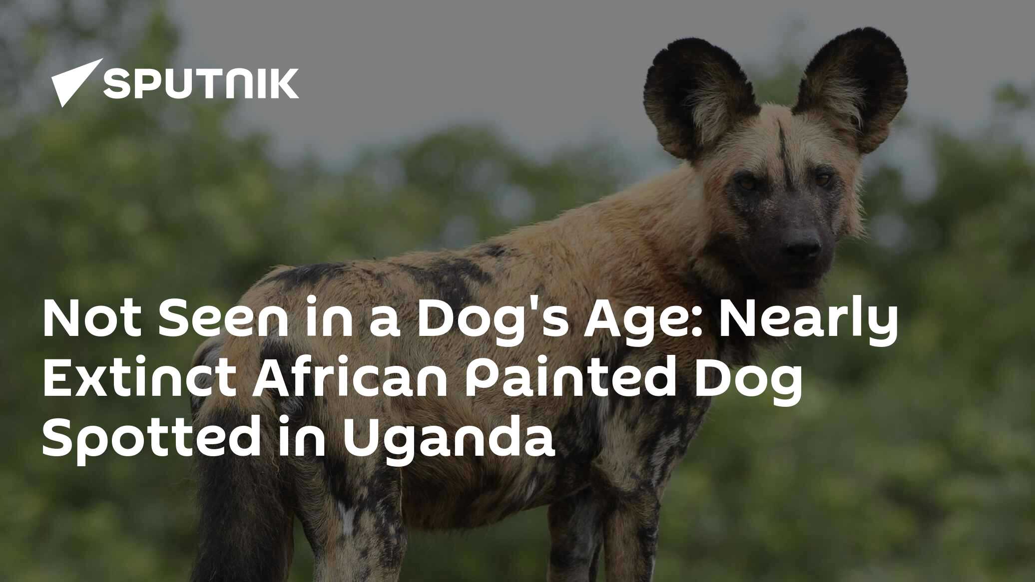Not Seen in a Dog's Age: Nearly Extinct African Painted Dog Spotted in ...