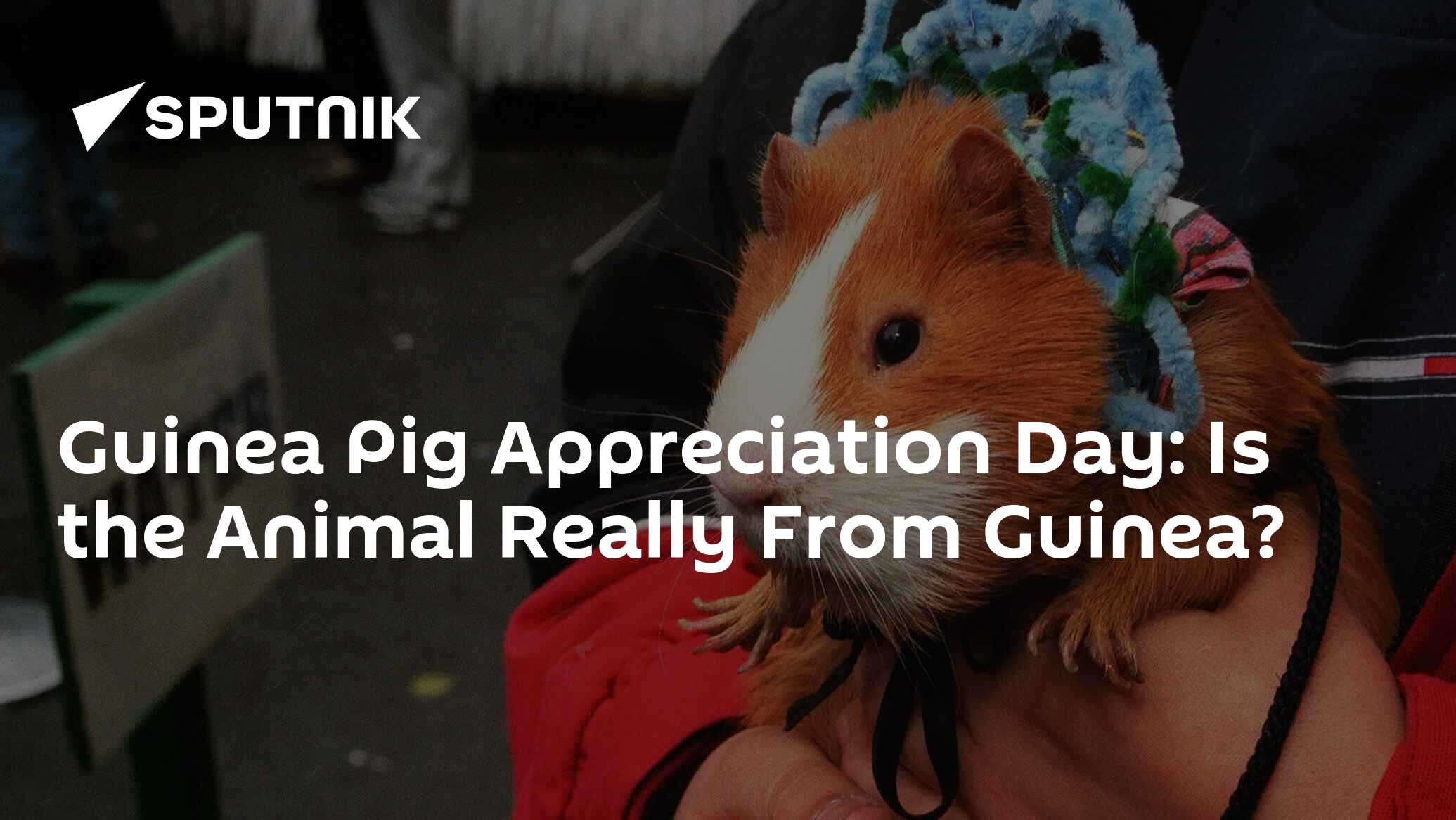 Guinea Pig Appreciation Day: Neither Pig, Nor Native to Guinea, Who Are ...