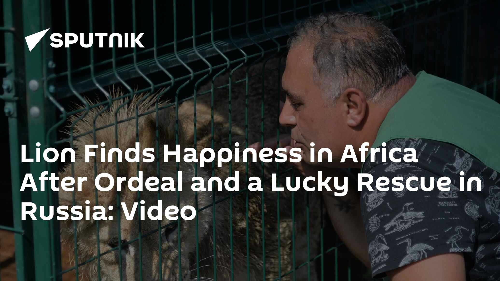 Lion Finds Happiness in Africa After Ordeal and a Lucky Rescue in ...