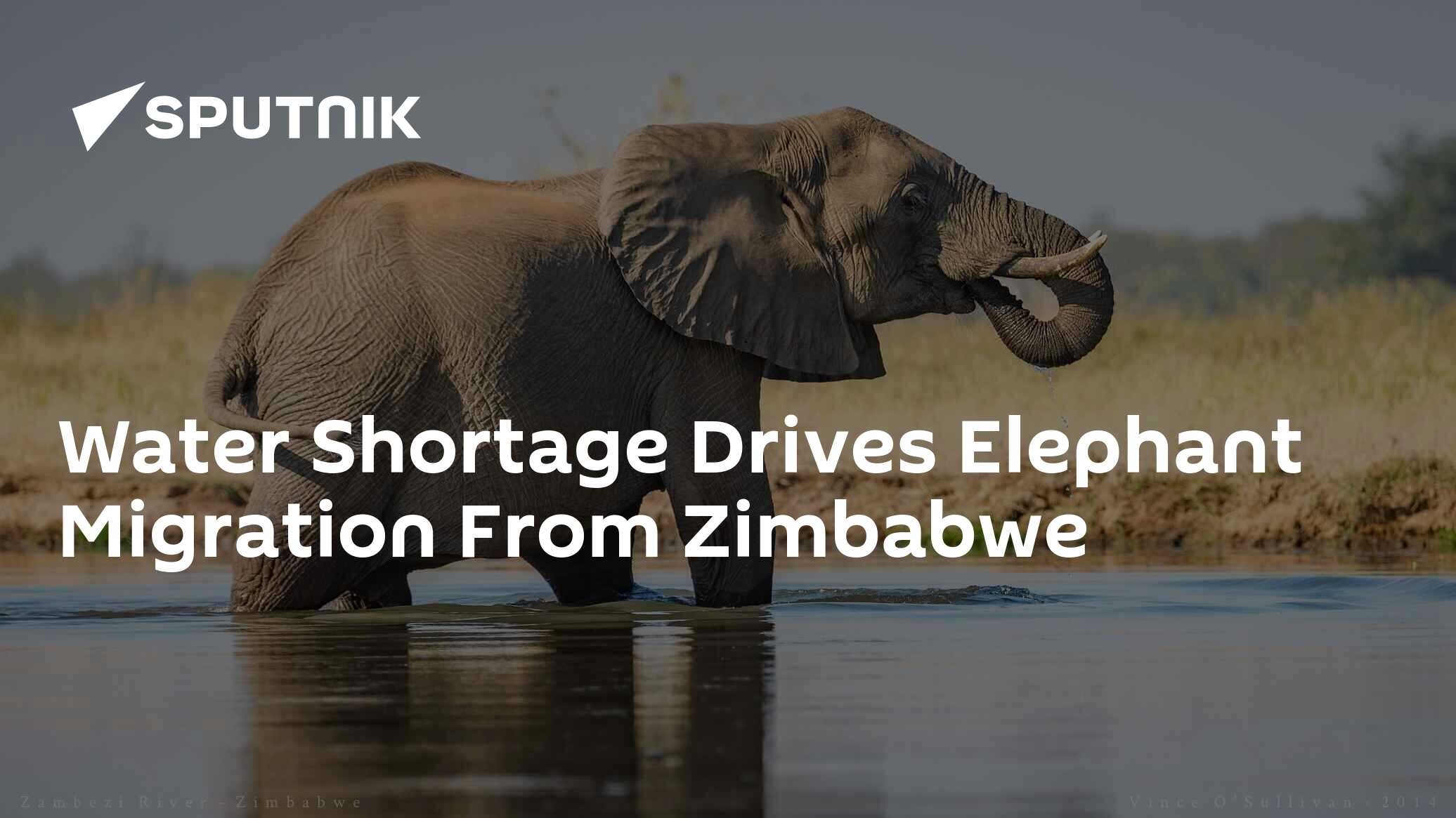 Water Shortage Drives Elephant Migration From Zimbabwe - 19.09.2023 ...