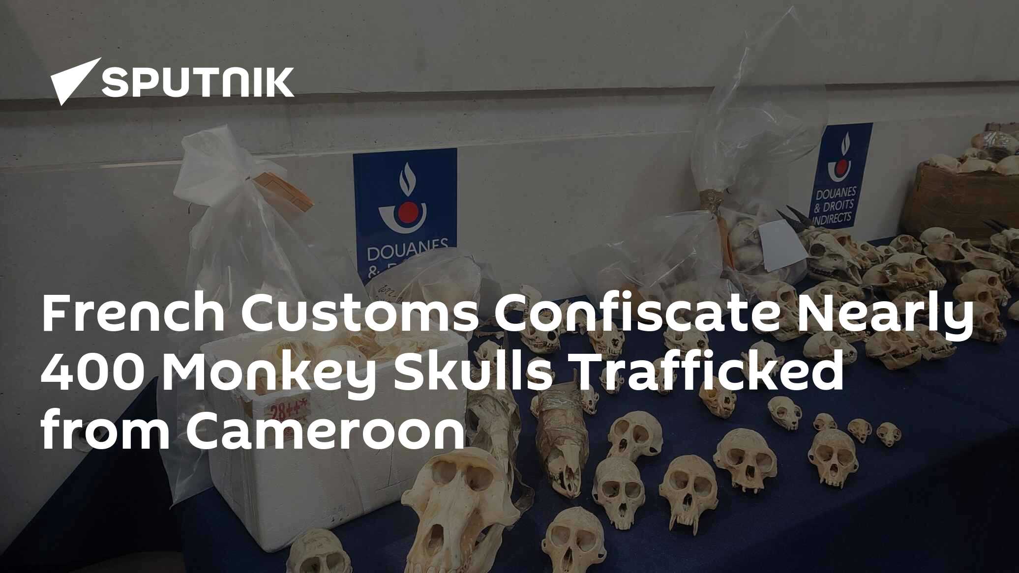 French Customs Confiscate Nearly 400 Monkey Skulls Trafficked from ...