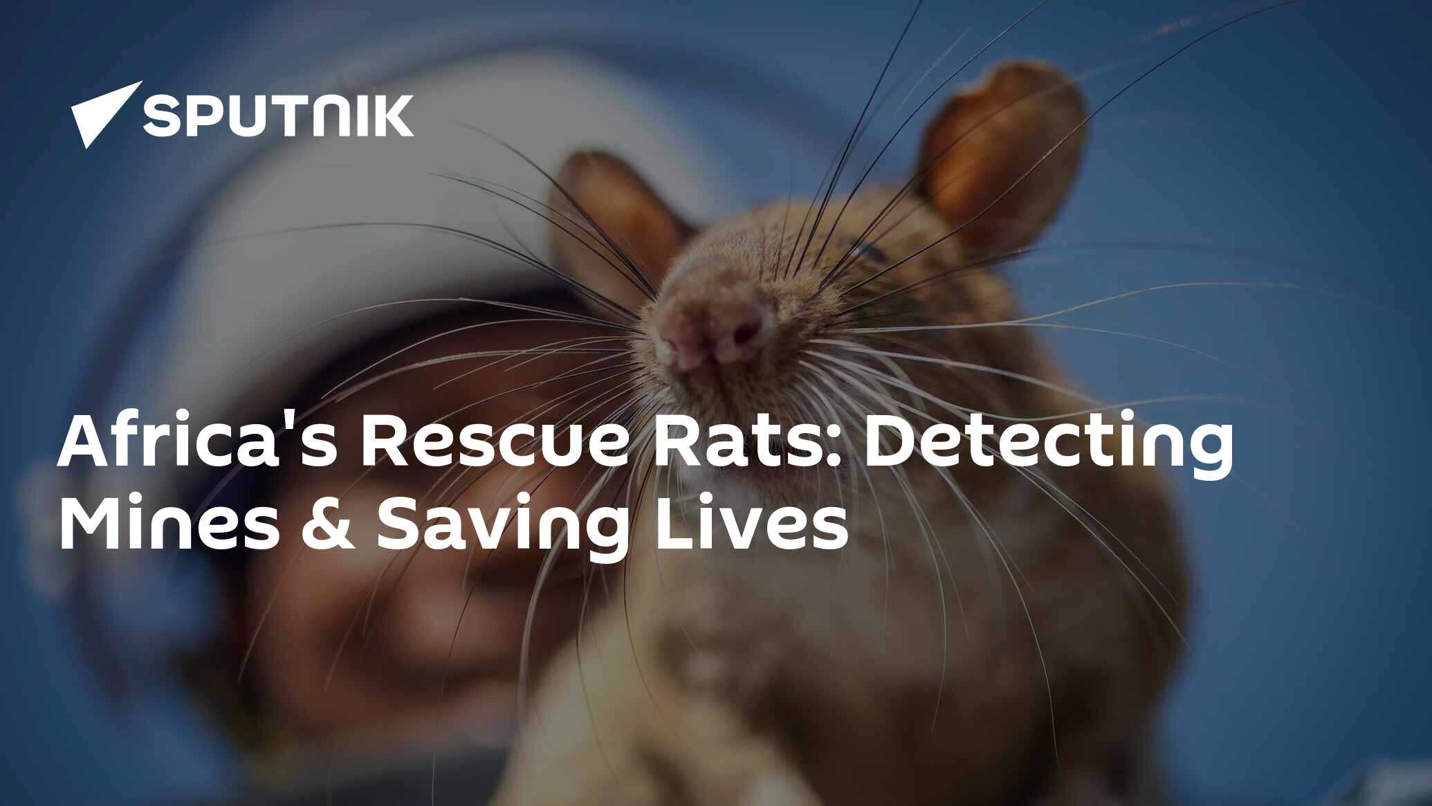 Africa's Rescue Rats: Detecting Mines & Saving Lives - 04.10.2023 ...