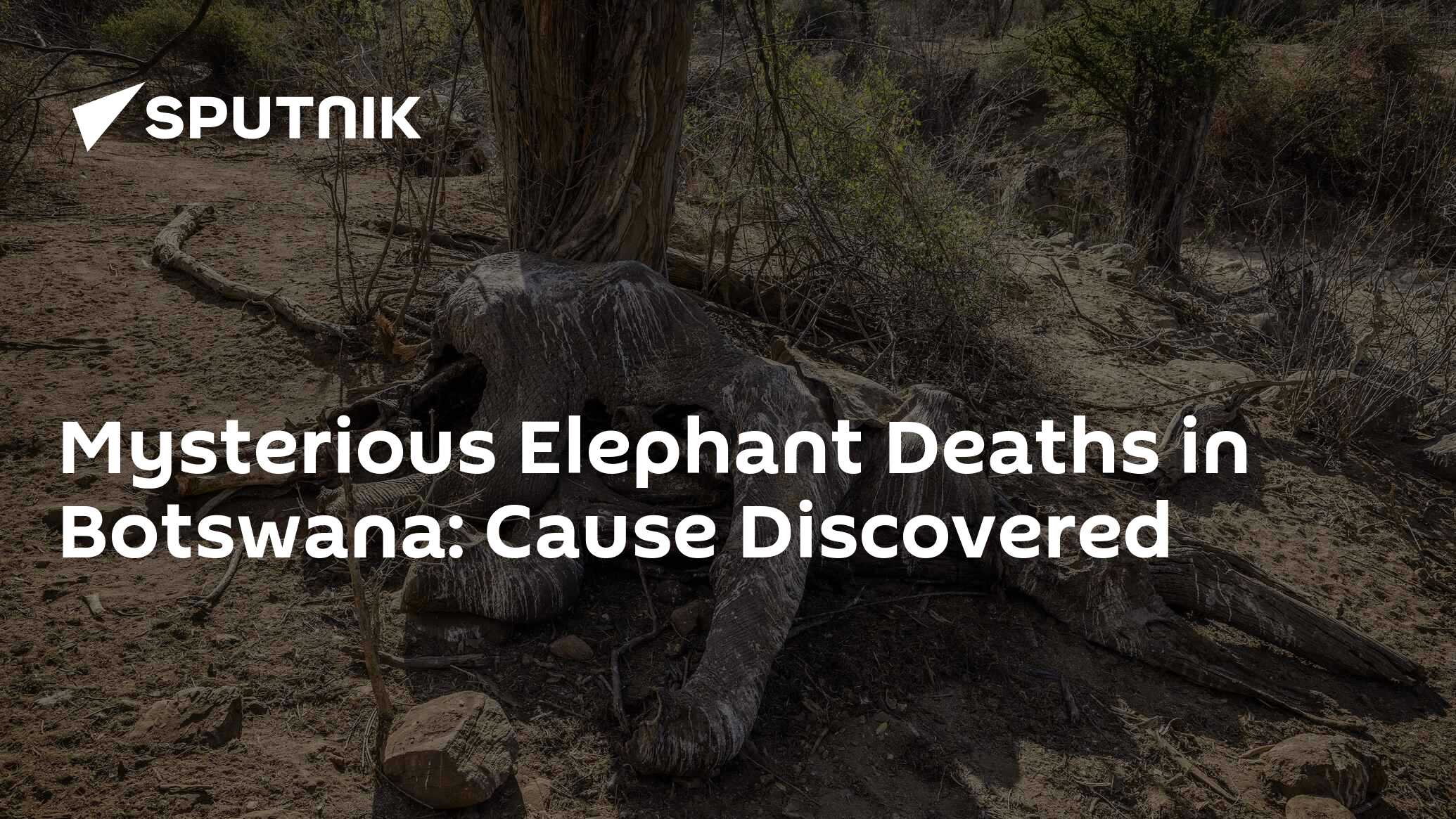 Mysterious Elephant Deaths in Botswana: Cause Discovered - 25.10.2023 ...