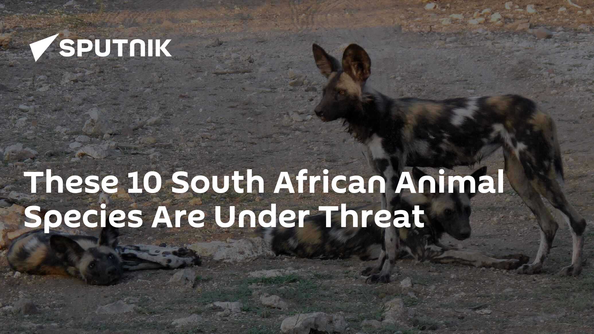 These 10 South African Animal Species Are Under Threat - 28.10.2023 ...