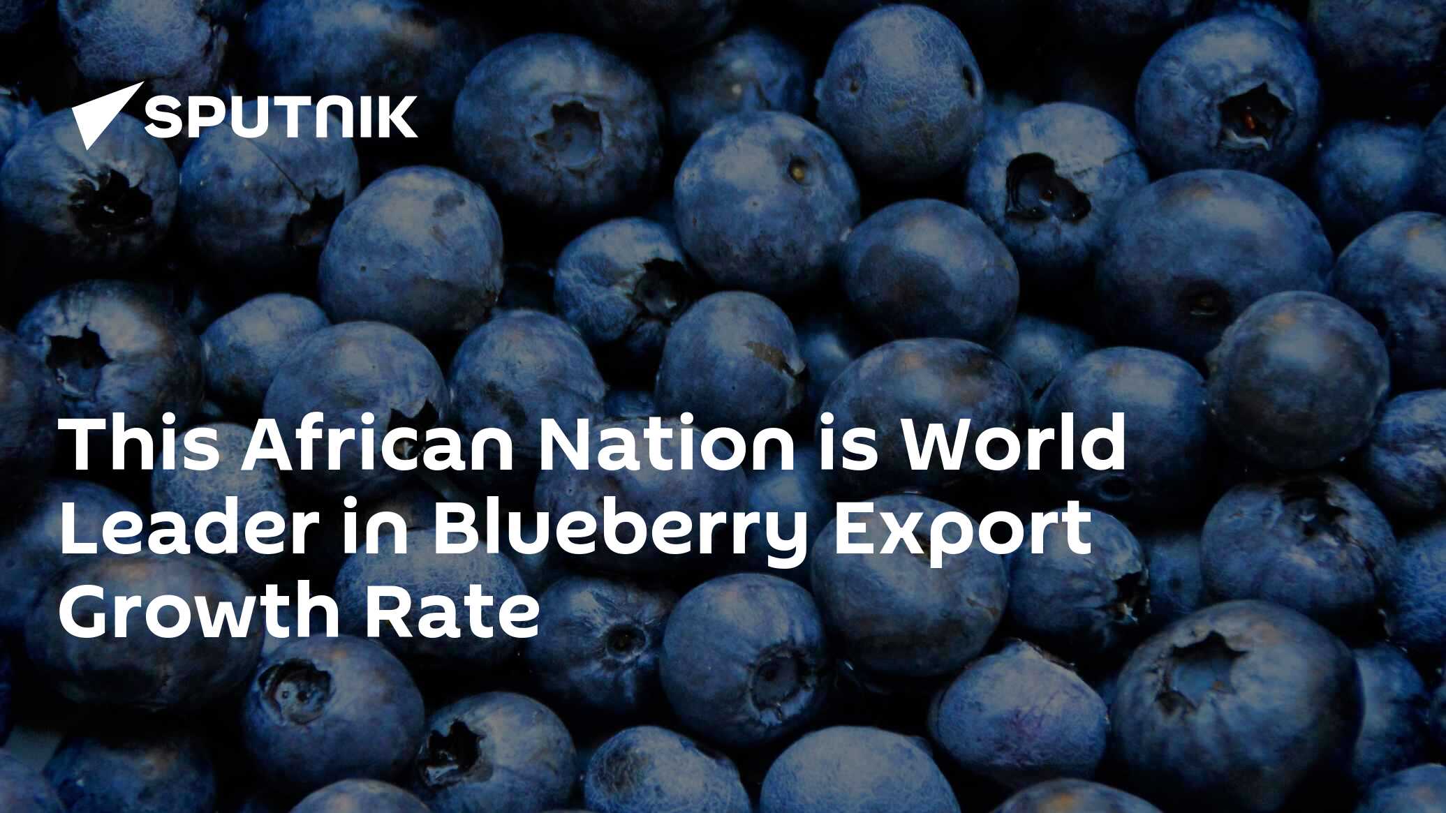 This African Nation is World Leader in Blueberry Export Growth Rate ...