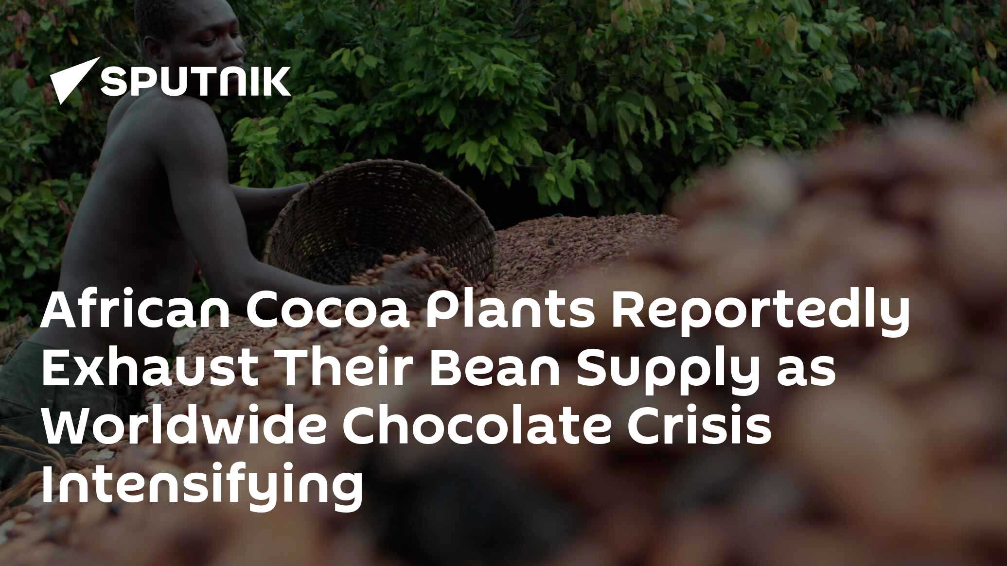 African Cocoa Plants Reportedly Exhaust Their Bean Supply as Worldwide ...
