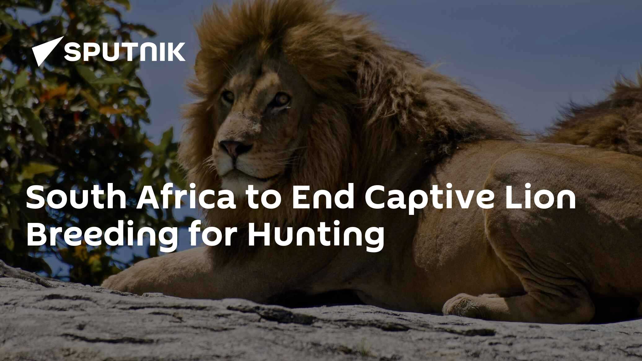 South Africa to End Captive Lion Breeding for Hunting - 03.04.2024, Sputnik Africa