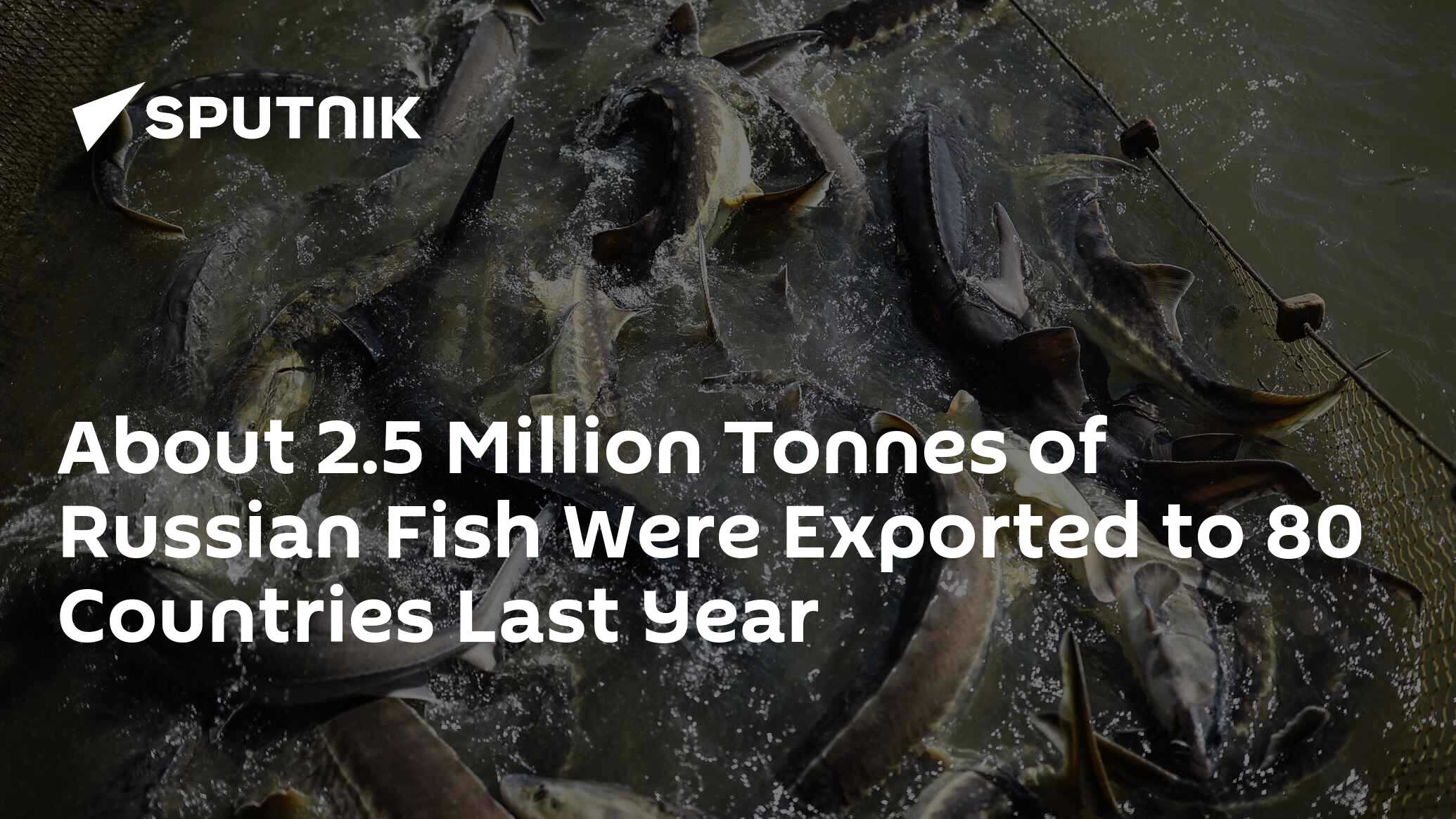 About 2.5 Million Tonnes of Russian Fish Were Exported to 80 Countries ...