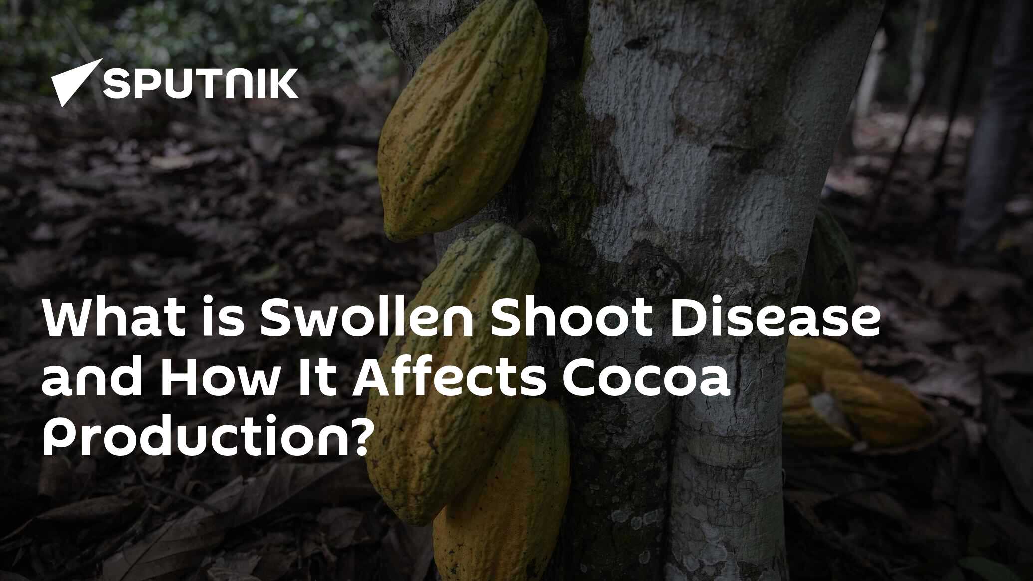 What is Swollen Shoot Disease and How It Affects Cocoa Production? - 19 ...