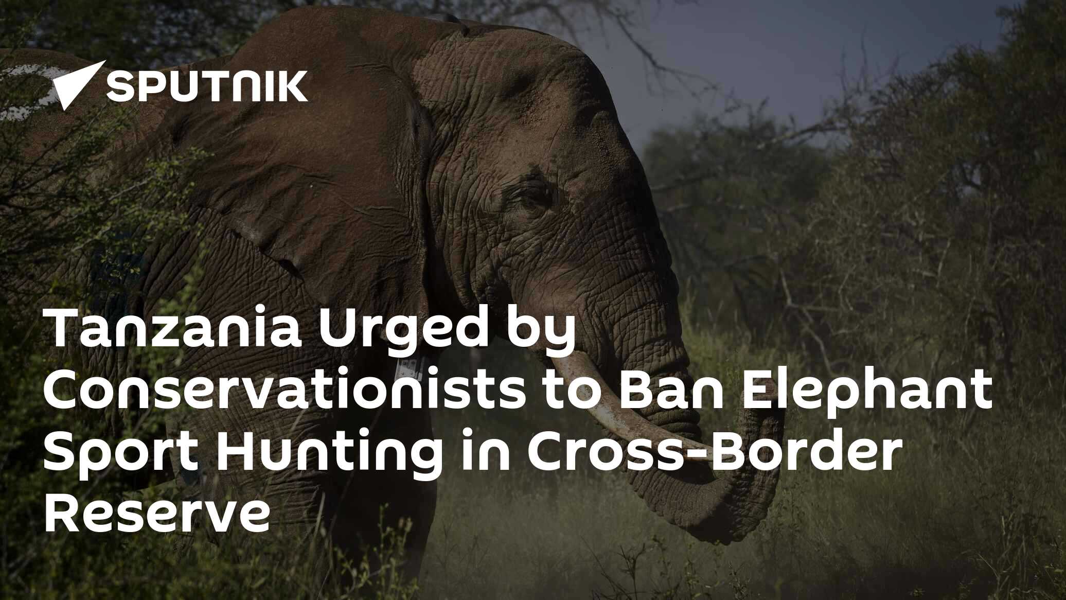 Tanzania Urged by Conservationists to Ban Elephant Sport Hunting in ...
