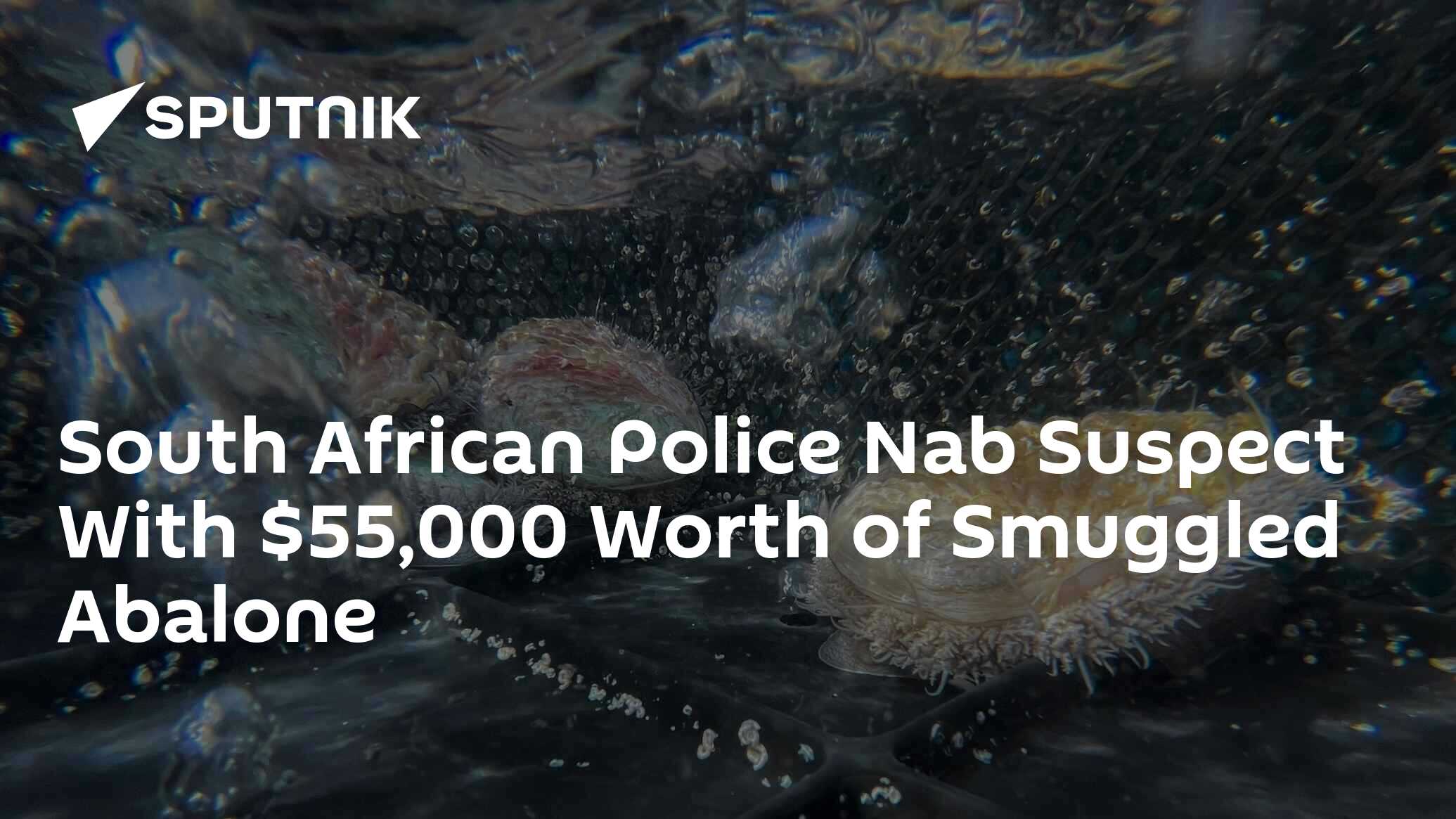 South African Police Nab Suspect With $55,000 Worth of Smuggled Abalone ...