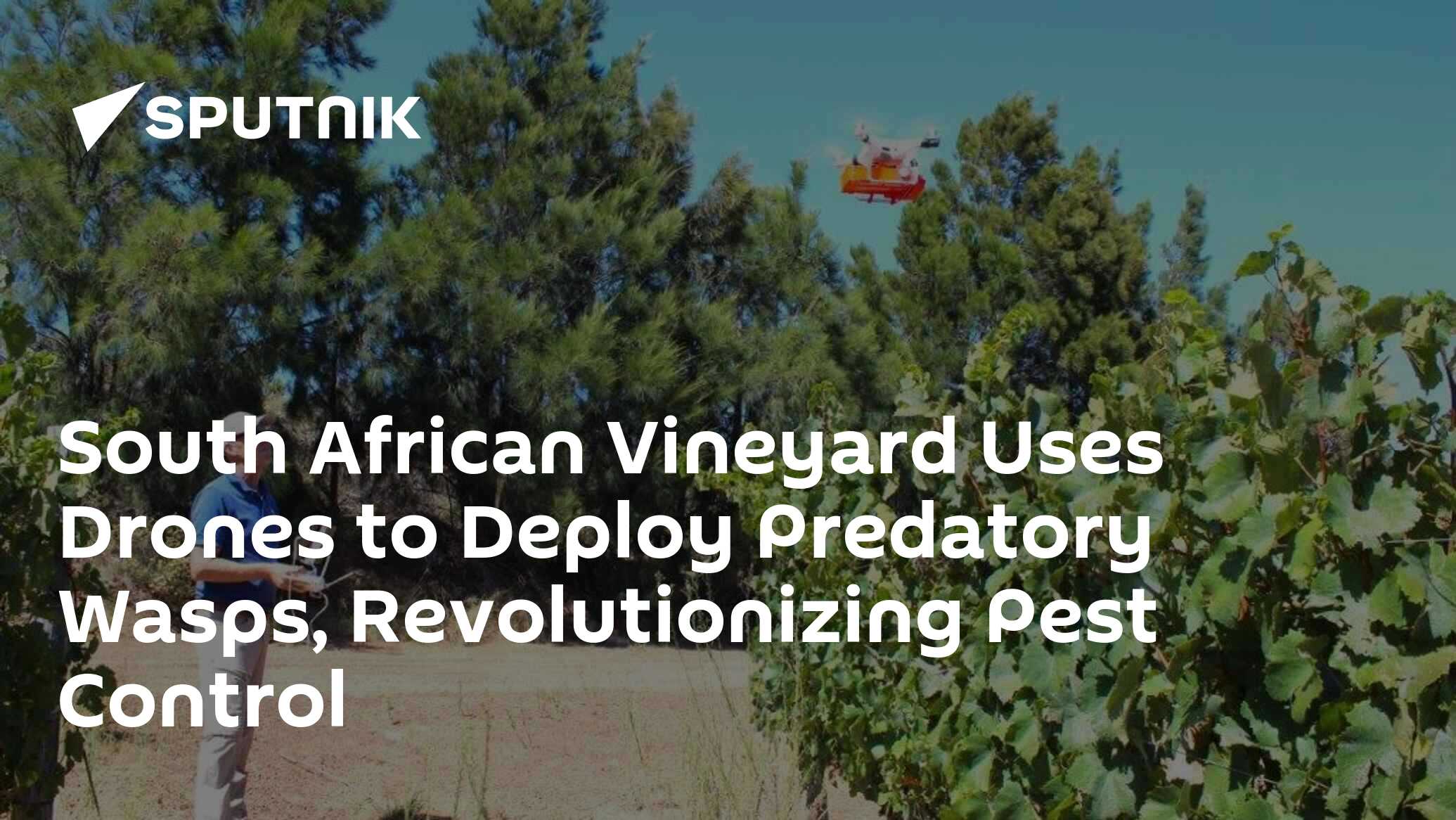 South African Vineyard Uses Drones to Deploy Predatory Wasps ...