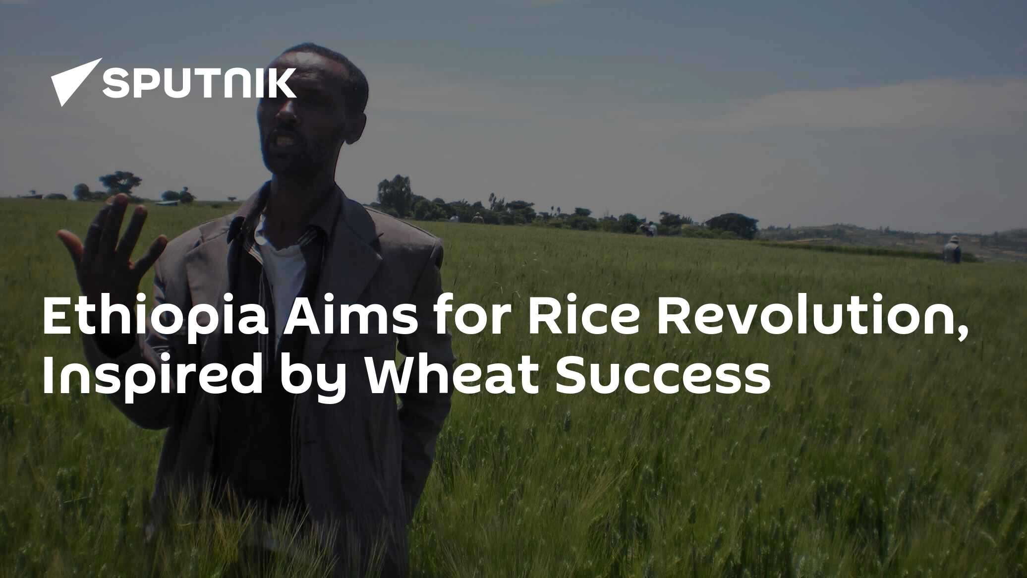 Ethiopia Aims for Rice Revolution, Inspired by Wheat Success - 01.09. ...