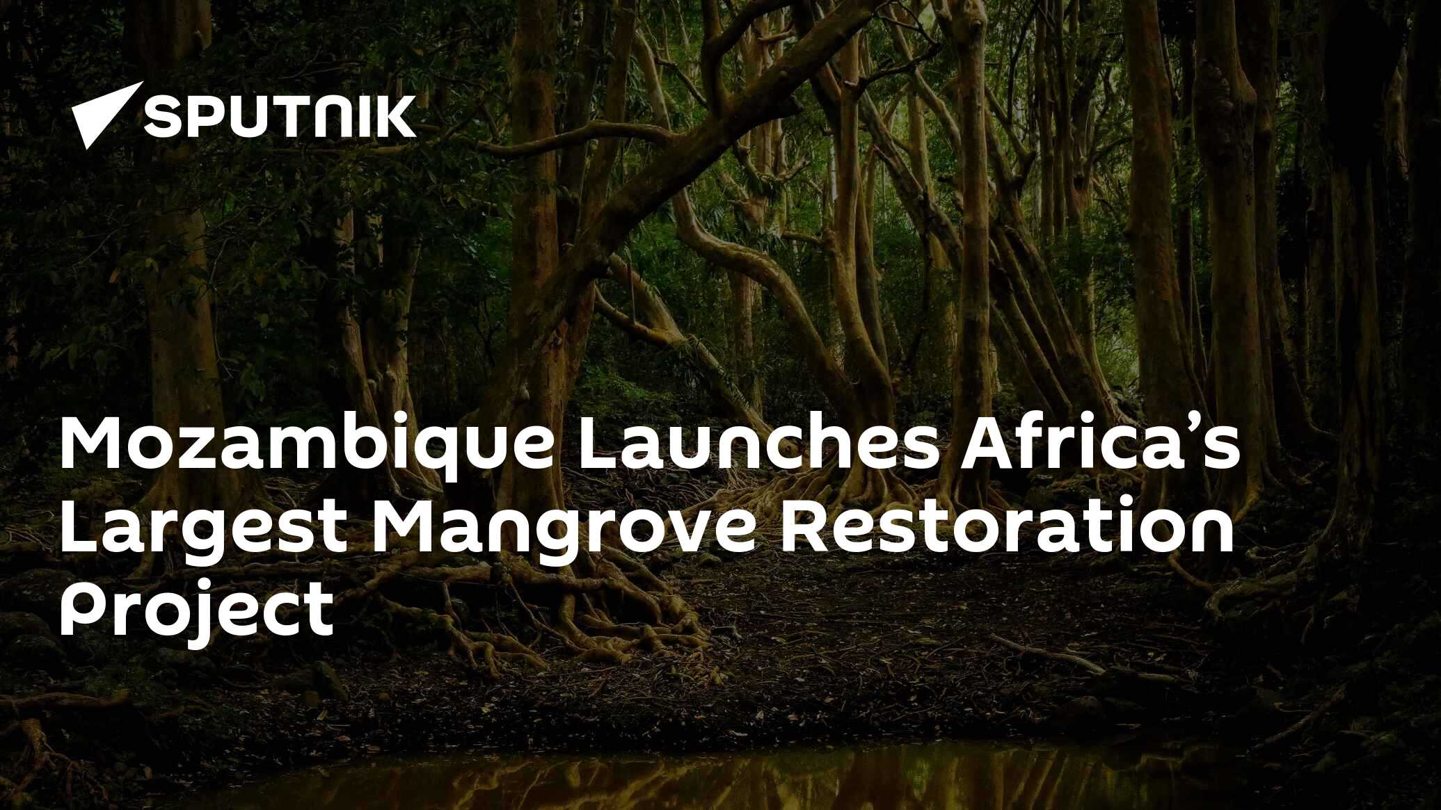 Mozambique Launches Africa’s Largest Mangrove Restoration Project - 06. ...
