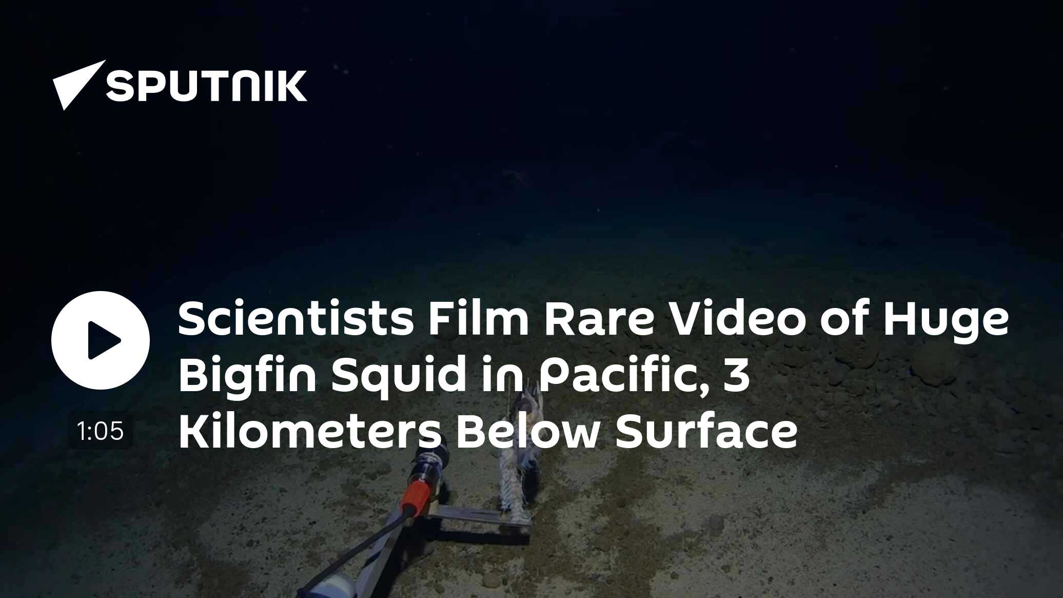 Scientists Film Rare Video of Huge Bigfin Squid in Pacific, 3 Kilometers Below Surface - 22.09. ...