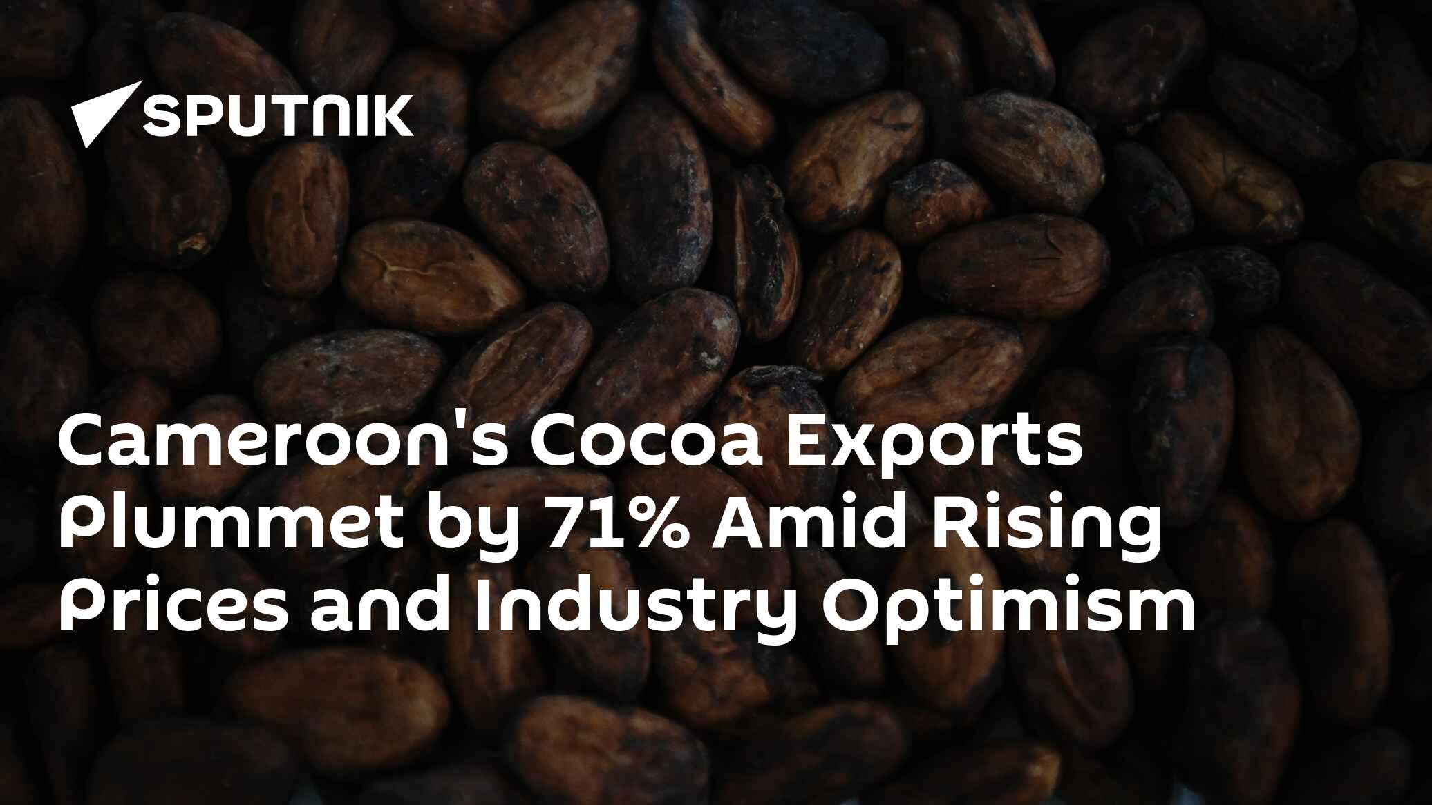 Cameroon's Cocoa Exports Plummet by 71% Amid Rising Prices and Industry ...