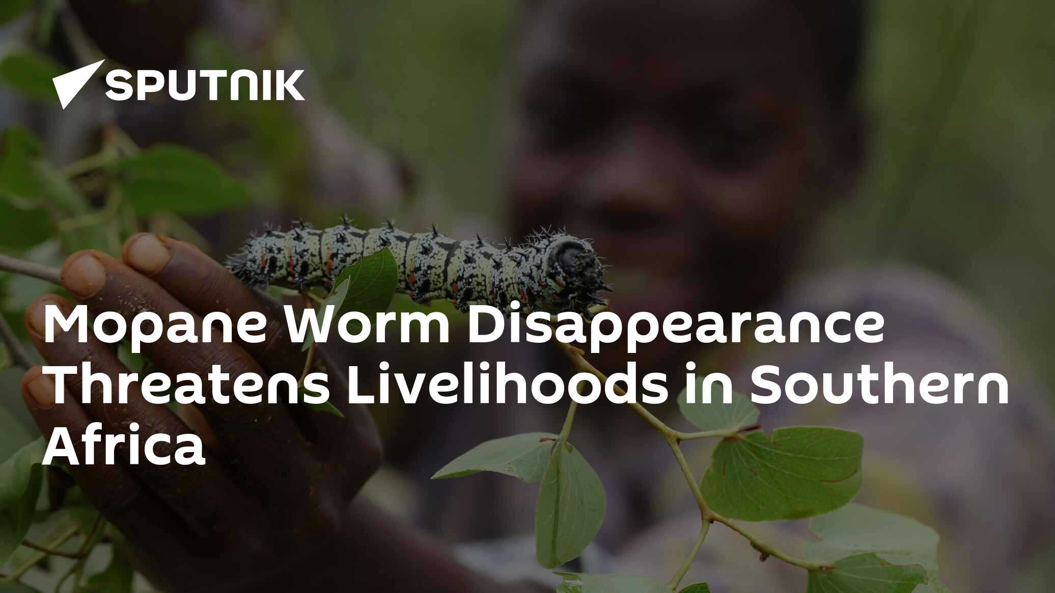 Mopane Worm Disappearance Threatens Livelihoods in Southern Africa - 30 ...