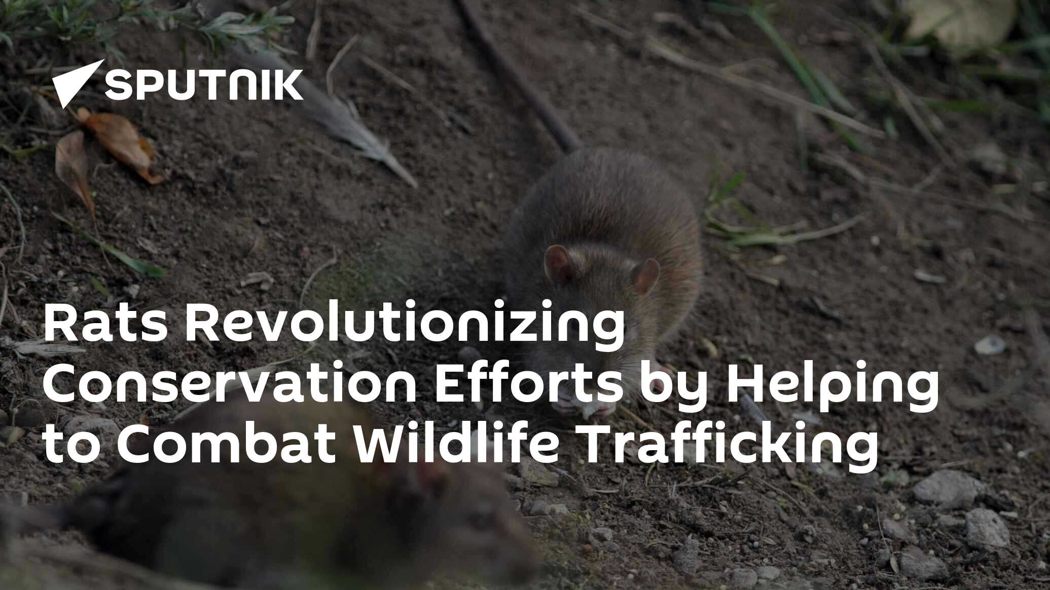 Rats Revolutionizing Conservation Efforts by Helping to Combat Wildlife ...