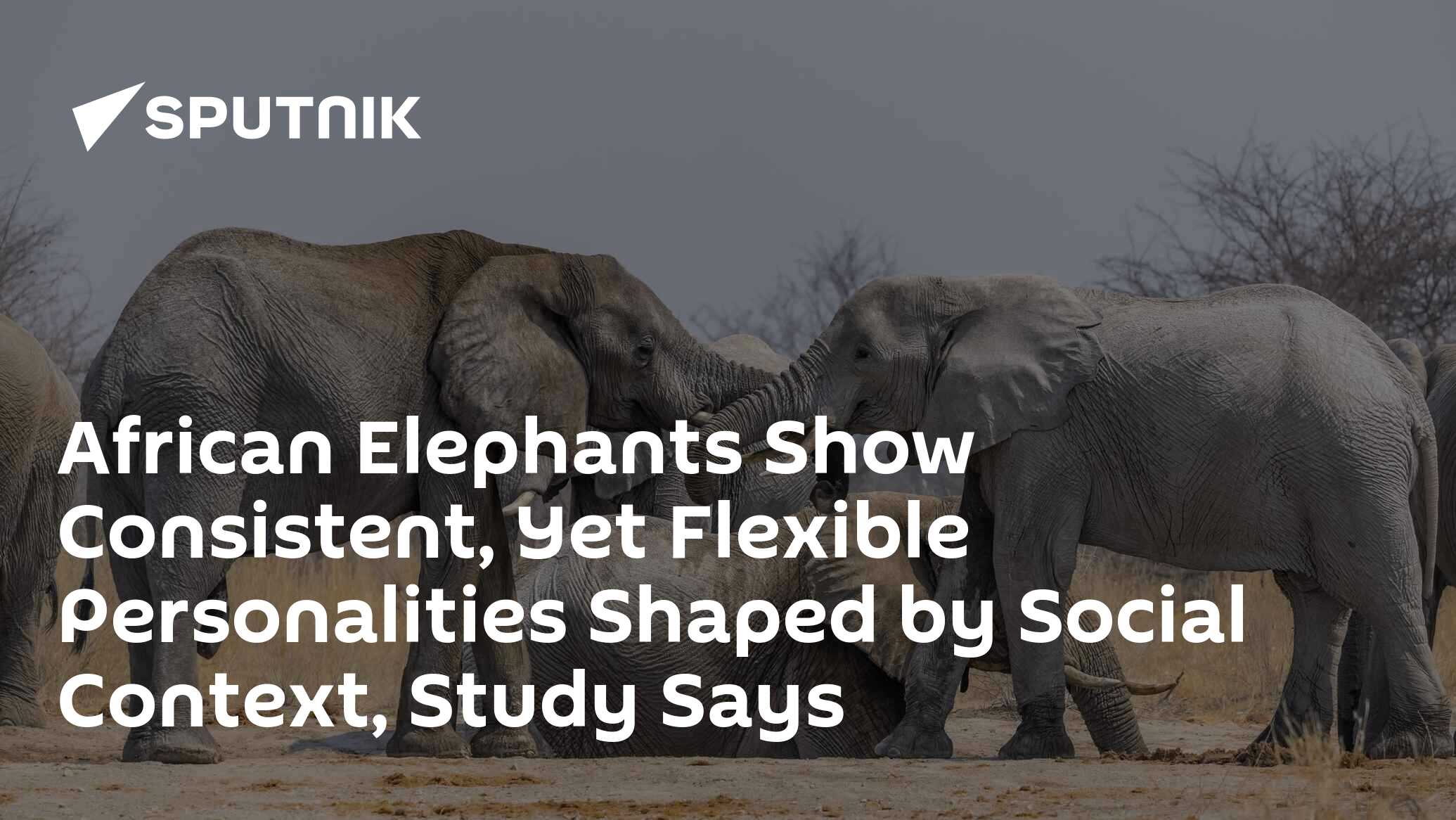 African Elephants Show Consistent, Yet Flexible Personalities Shaped by ...