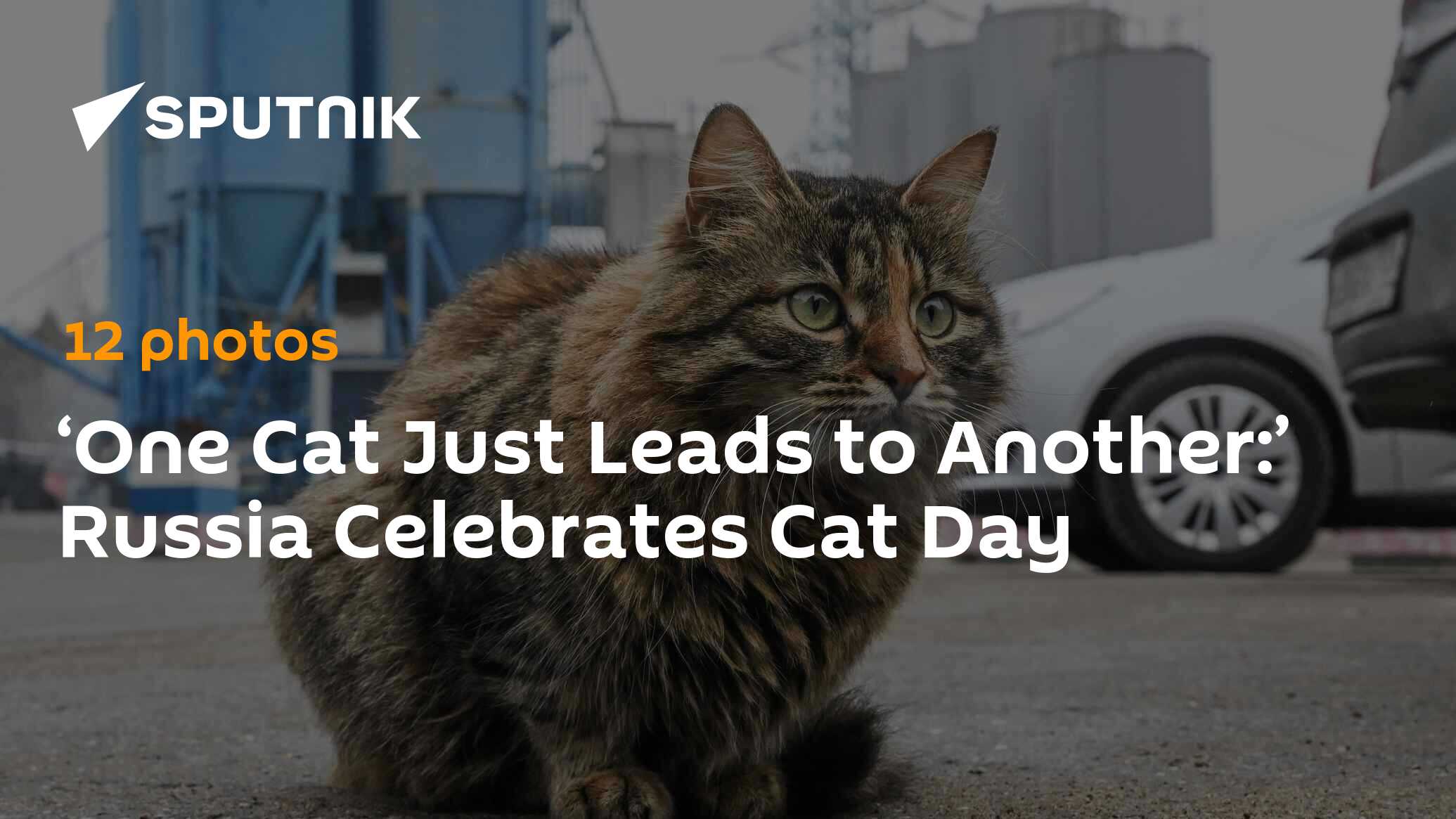 ‘One Cat Just Leads to Another:’ Russia Celebrates Cat Day - 02.03.2025 ...
