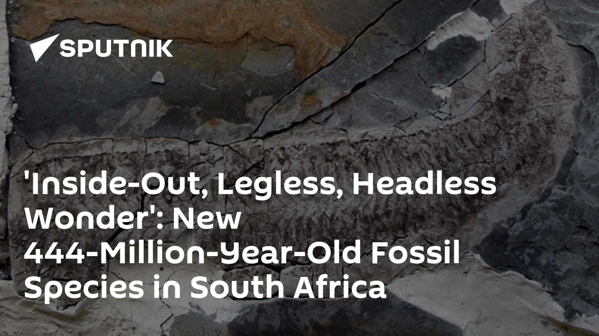 'Inside-Out, Legless, Headless Wonder': New 444-Million-Year-Old Fossil ...