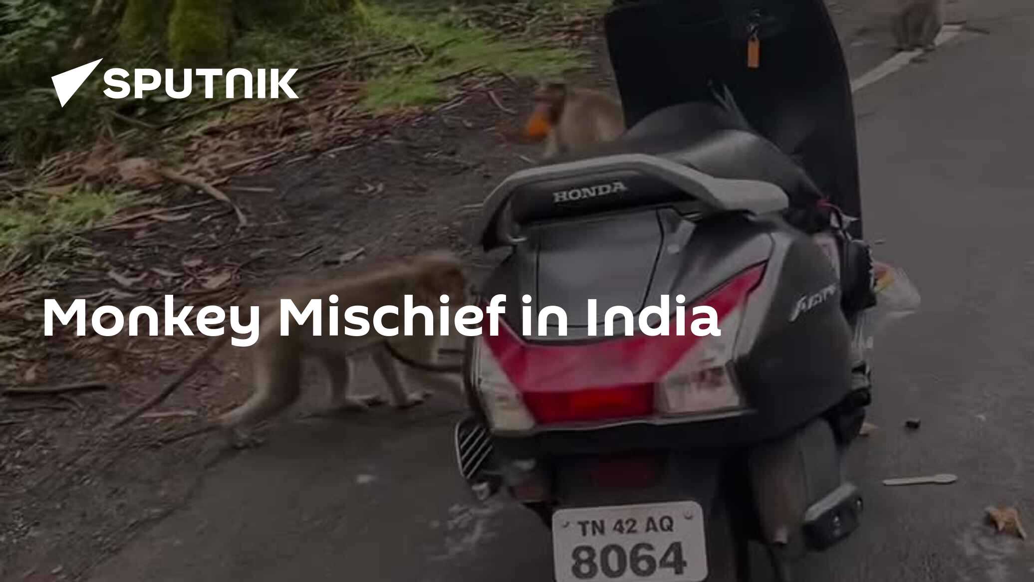 Monkey Mischief in India - 23.07.2025, Sputnik Africa