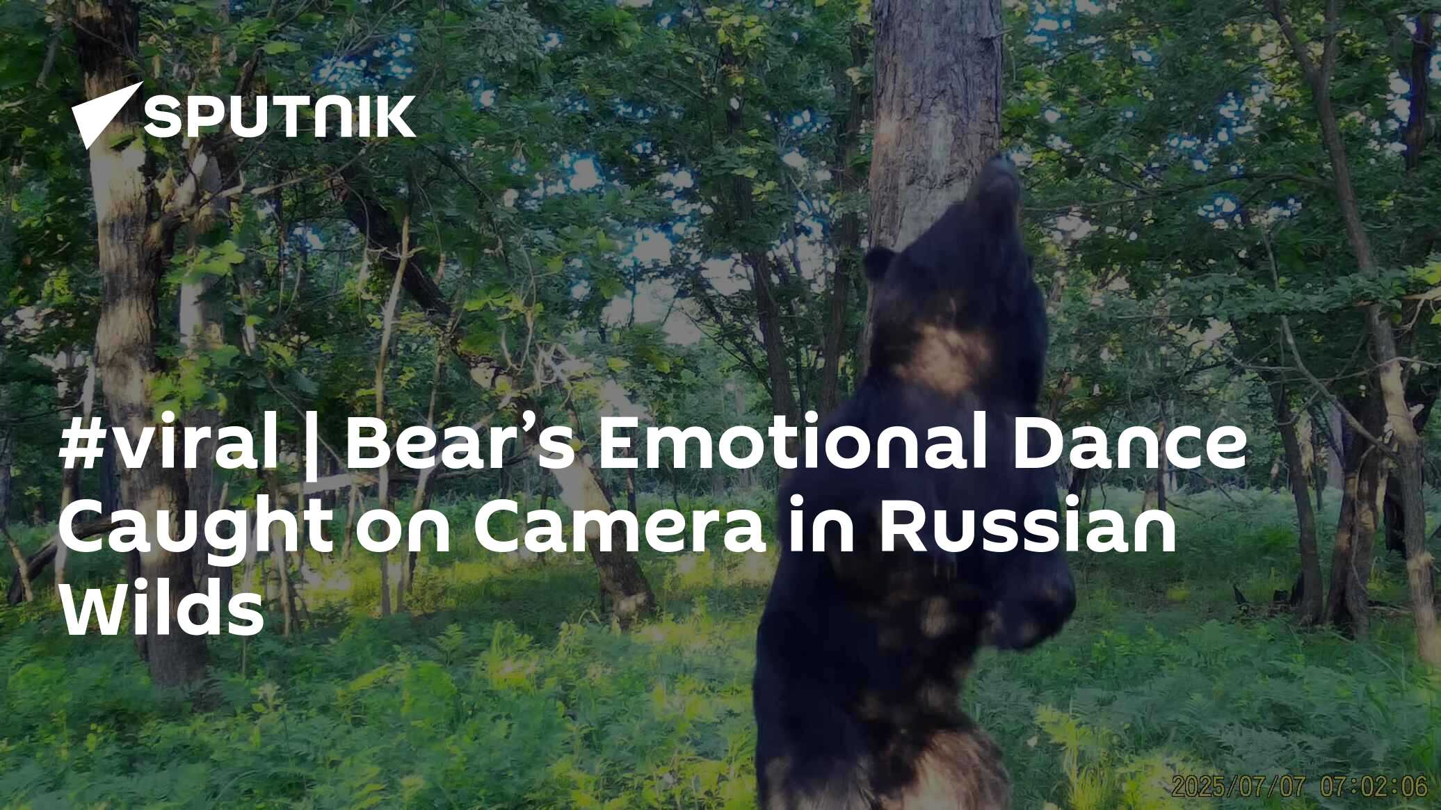 #viral | Bear’s Emotional Dance Caught on Camera in Russian Wilds - 22. ...