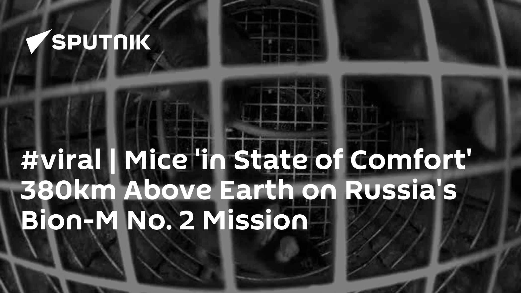 #viral | Mice 'in State of Comfort' 380km Above Earth on Russia's Bion ...