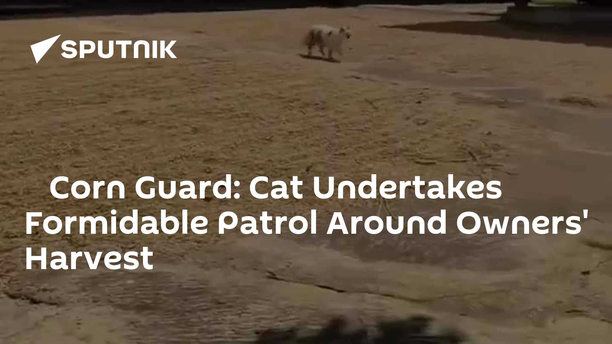 🫡Corn Guard: Cat Undertakes Formidable Patrol Around Owners' Harvest - 04.09.2025, Sputnik Africa