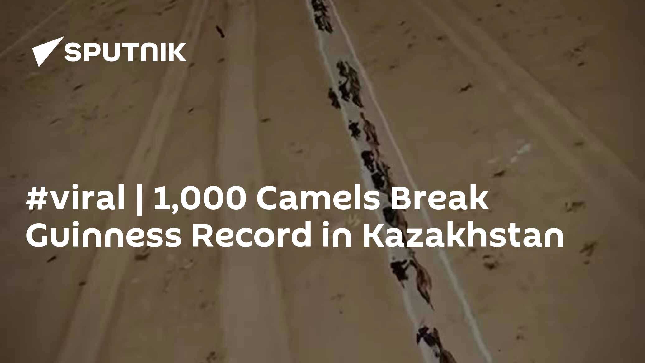 #viral | 1,000 Camels Break Guinness Record in Kazakhstan - 21.09.2025 ...