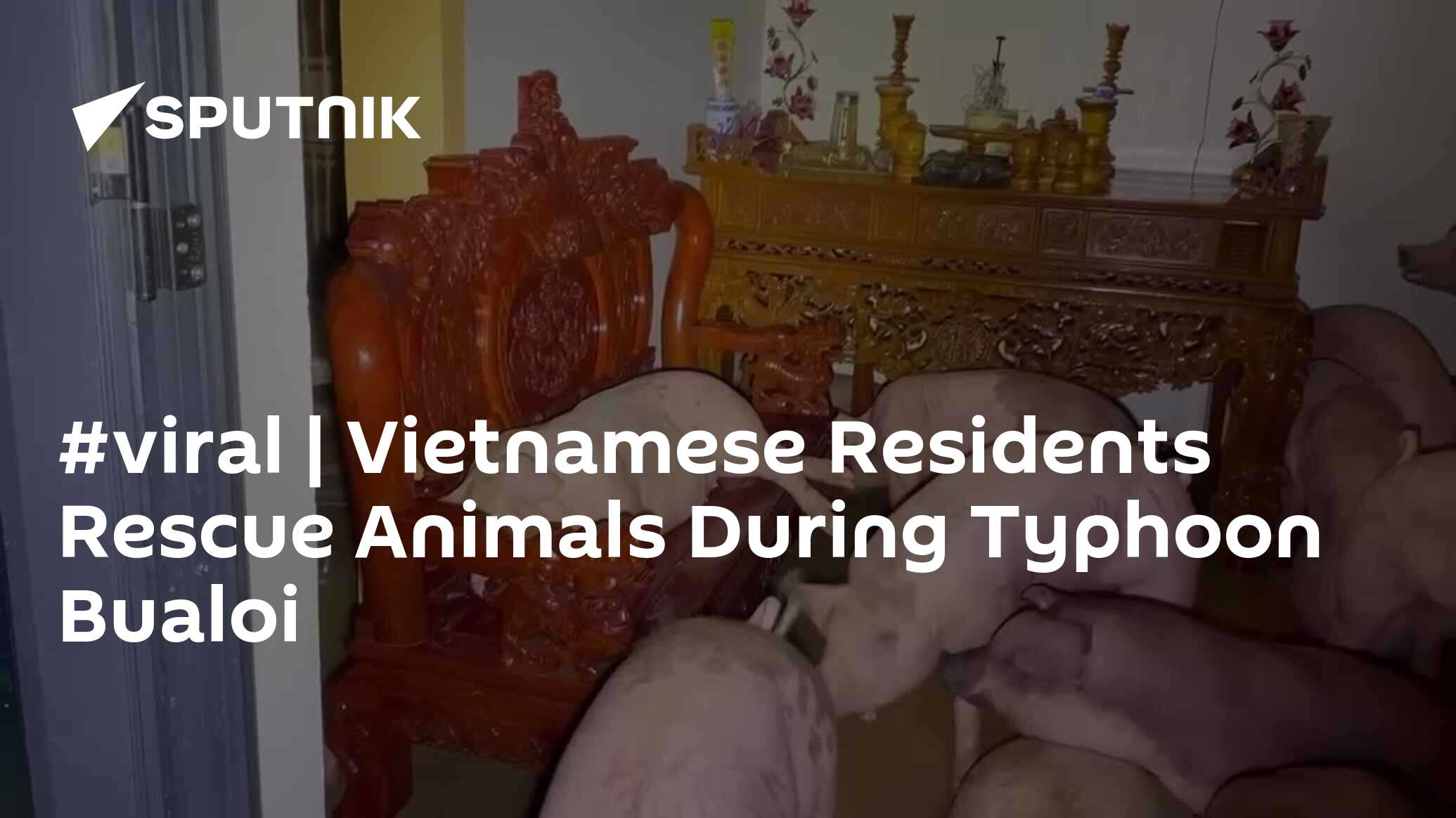 #viral | Vietnamese Residents Rescue Animals During Typhoon Bualoi - 30 ...