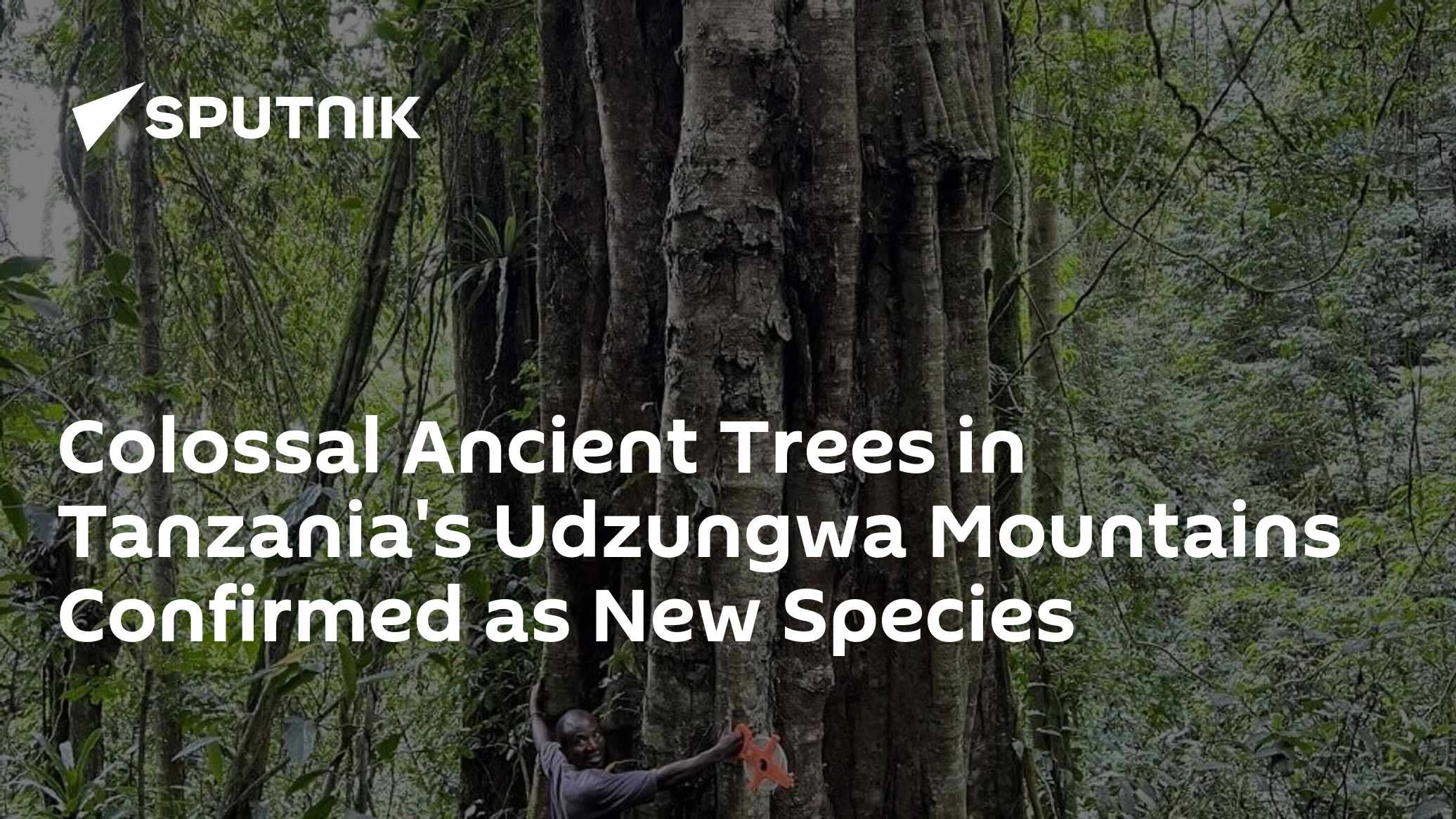Colossal Ancient Trees in Tanzania's Udzungwa Mountains Confirmed as ...