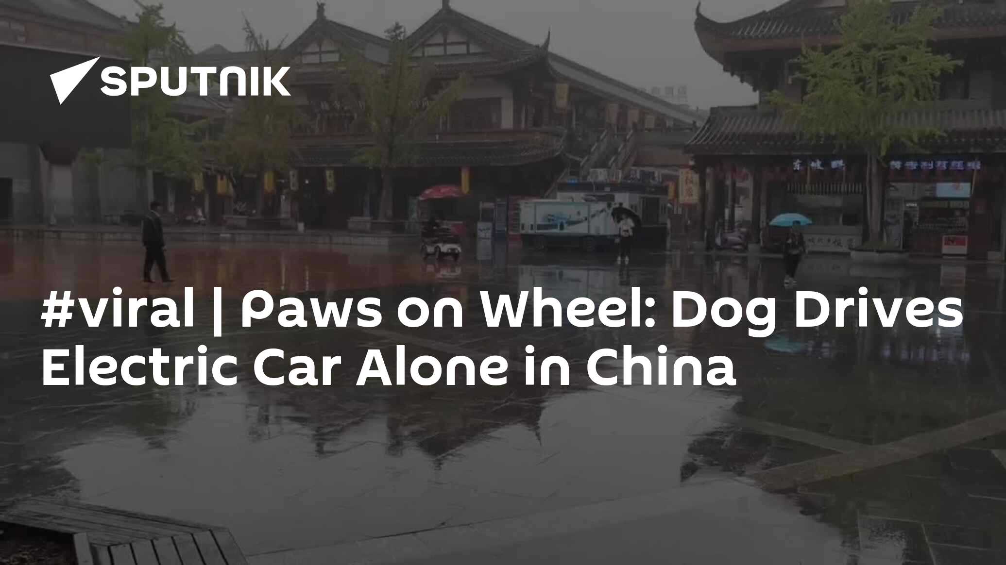 #viral | Paws on Wheel: Dog Drives Electric Car Alone in China - 22.10. ...