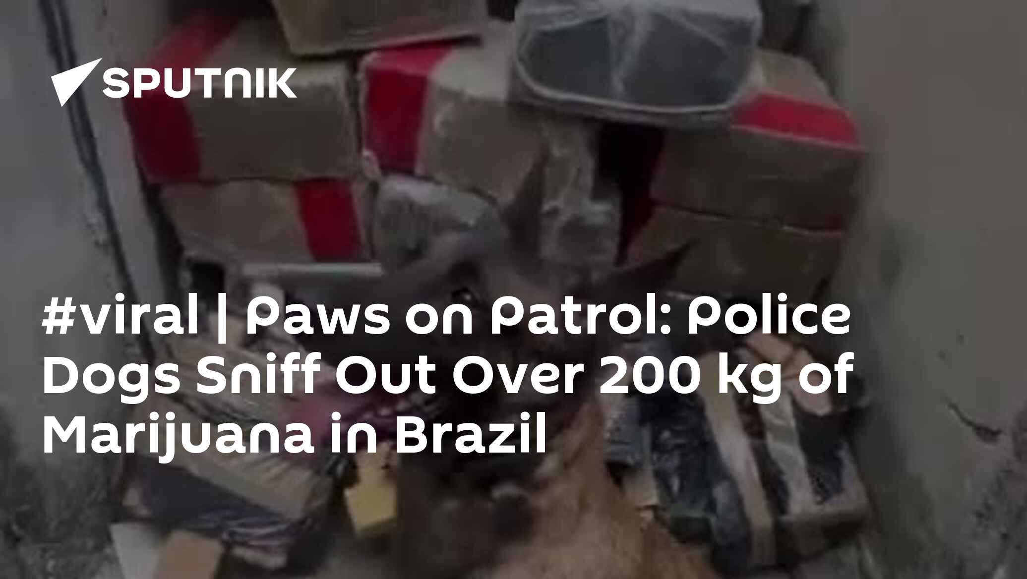 #viral | Paws on Patrol: Police Dogs Sniff Out Over 200 kg of Marijuana ...