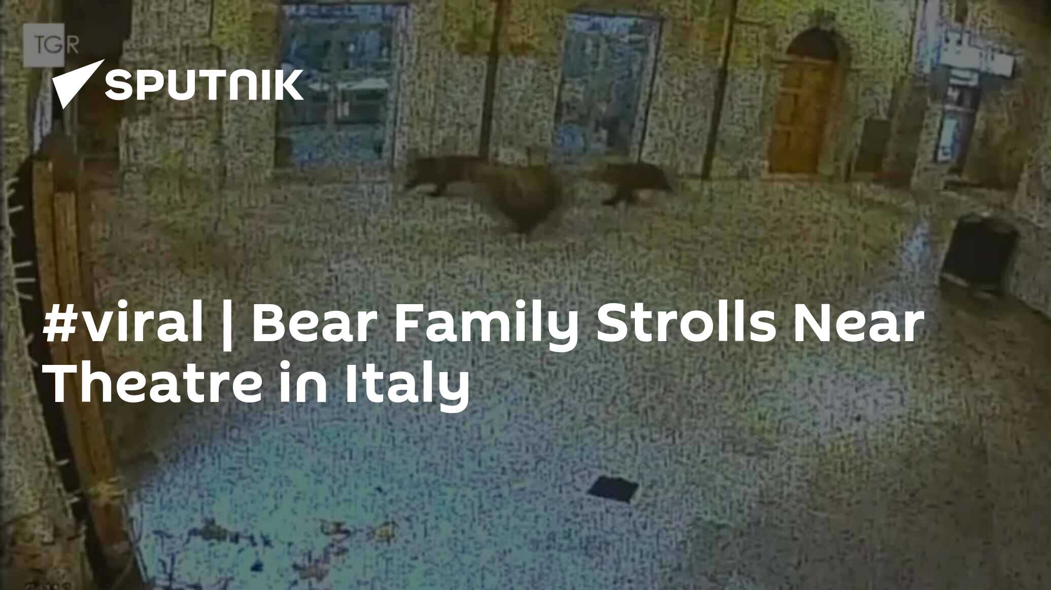 #viral | Bear Family Strolls Near Theatre in Italy - 23.11.2025 ...