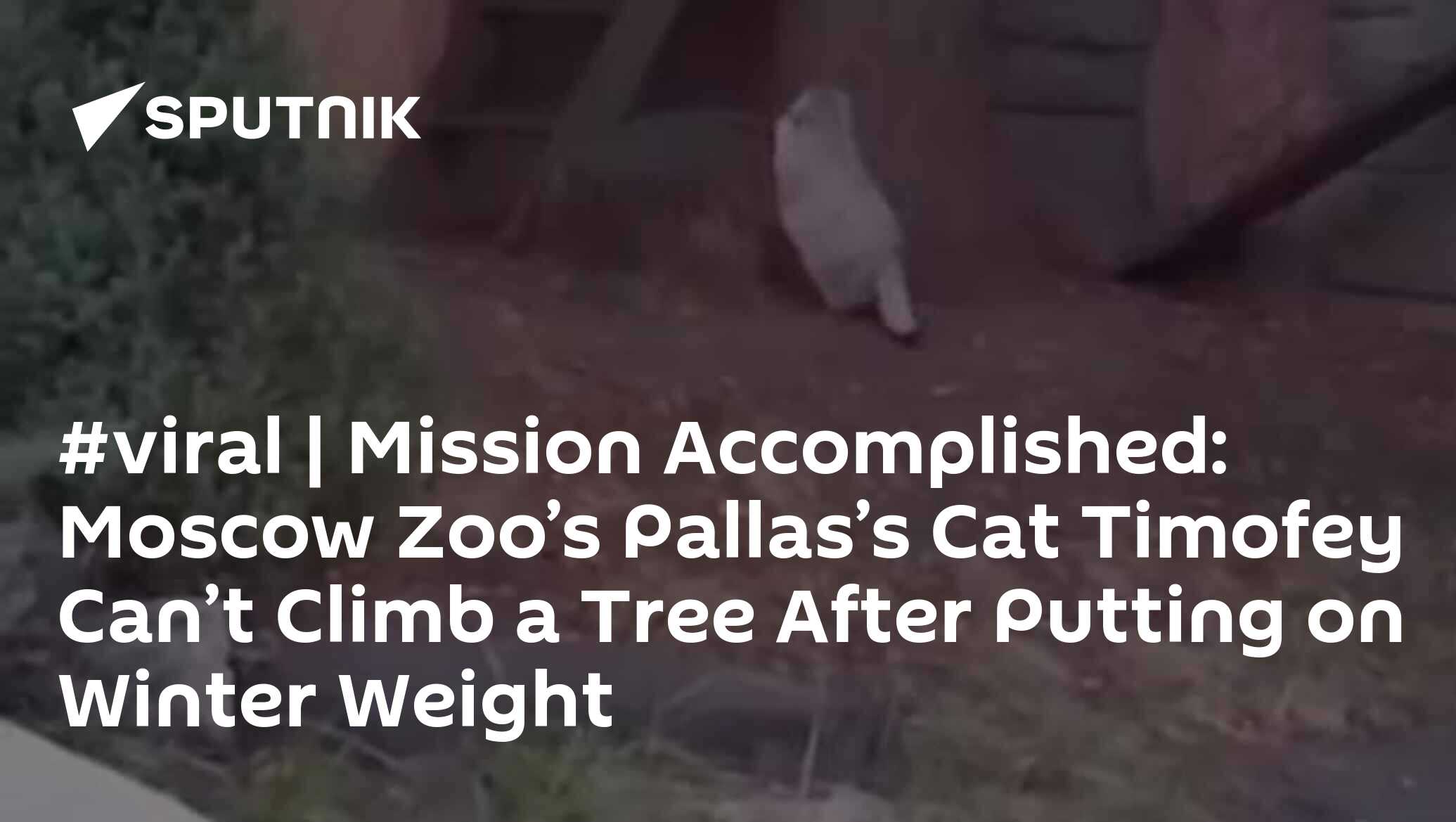 #viral | Mission Accomplished: Moscow Zoo’s Pallas’s Cat Timofey Can’t ...