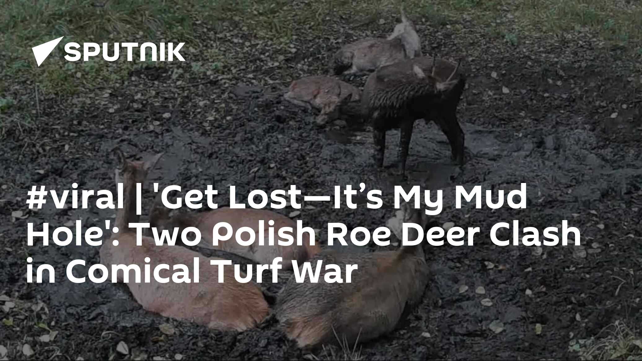 #viral | 'Get Lost—It’s My Mud Hole': Two Polish Roe Deer Clash in ...