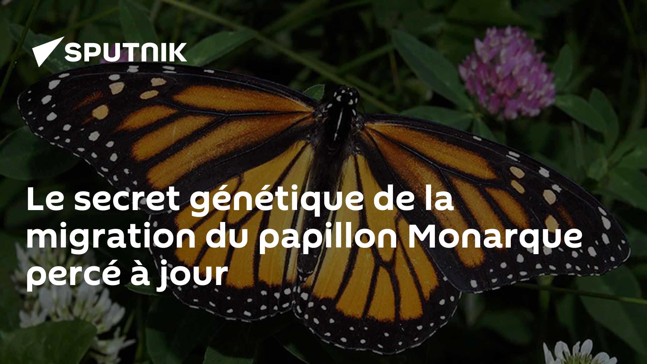 Le secret génétique de la migration du papillon Monarque percé à jour ...