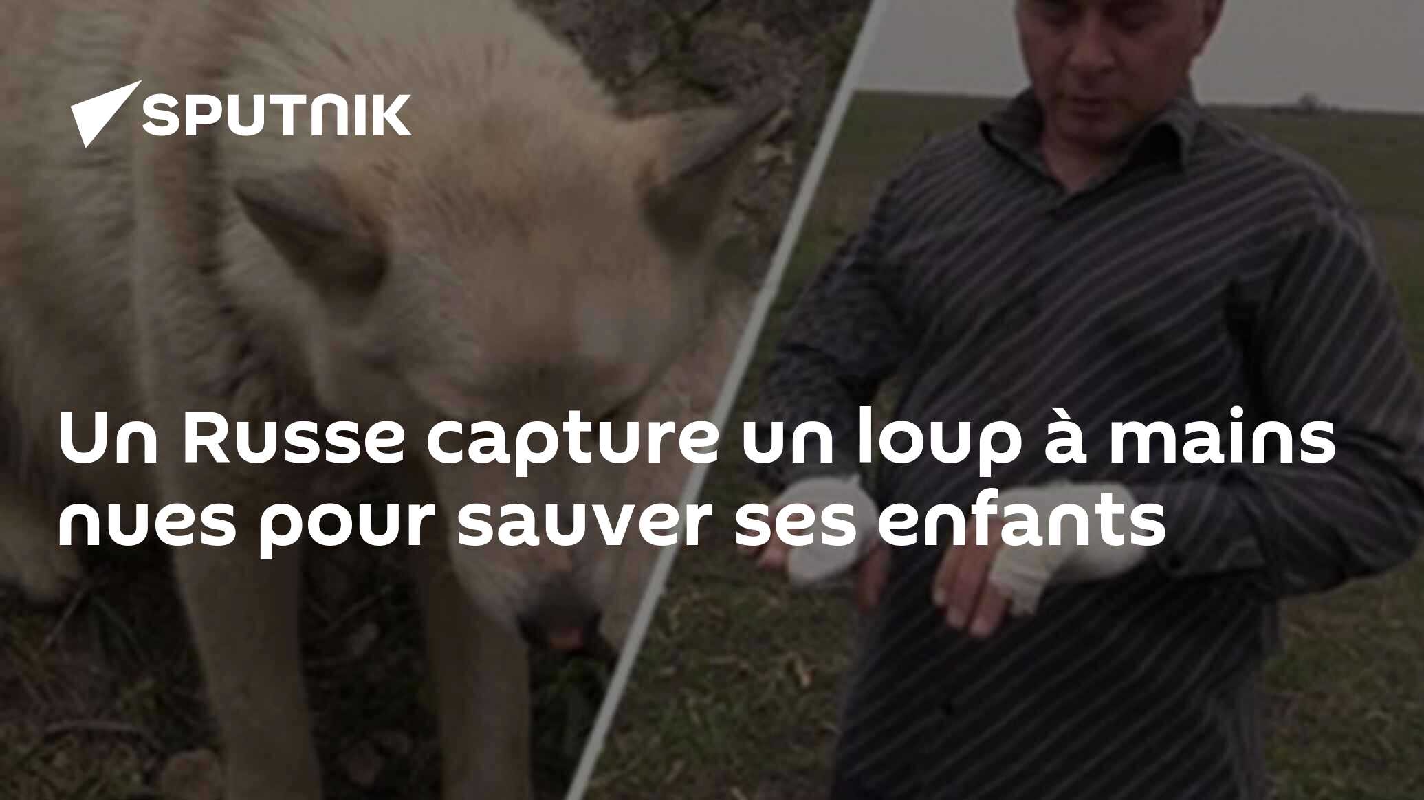 Un Russe capture un loup à mains nues pour sauver ses enfants - 13.04. ...