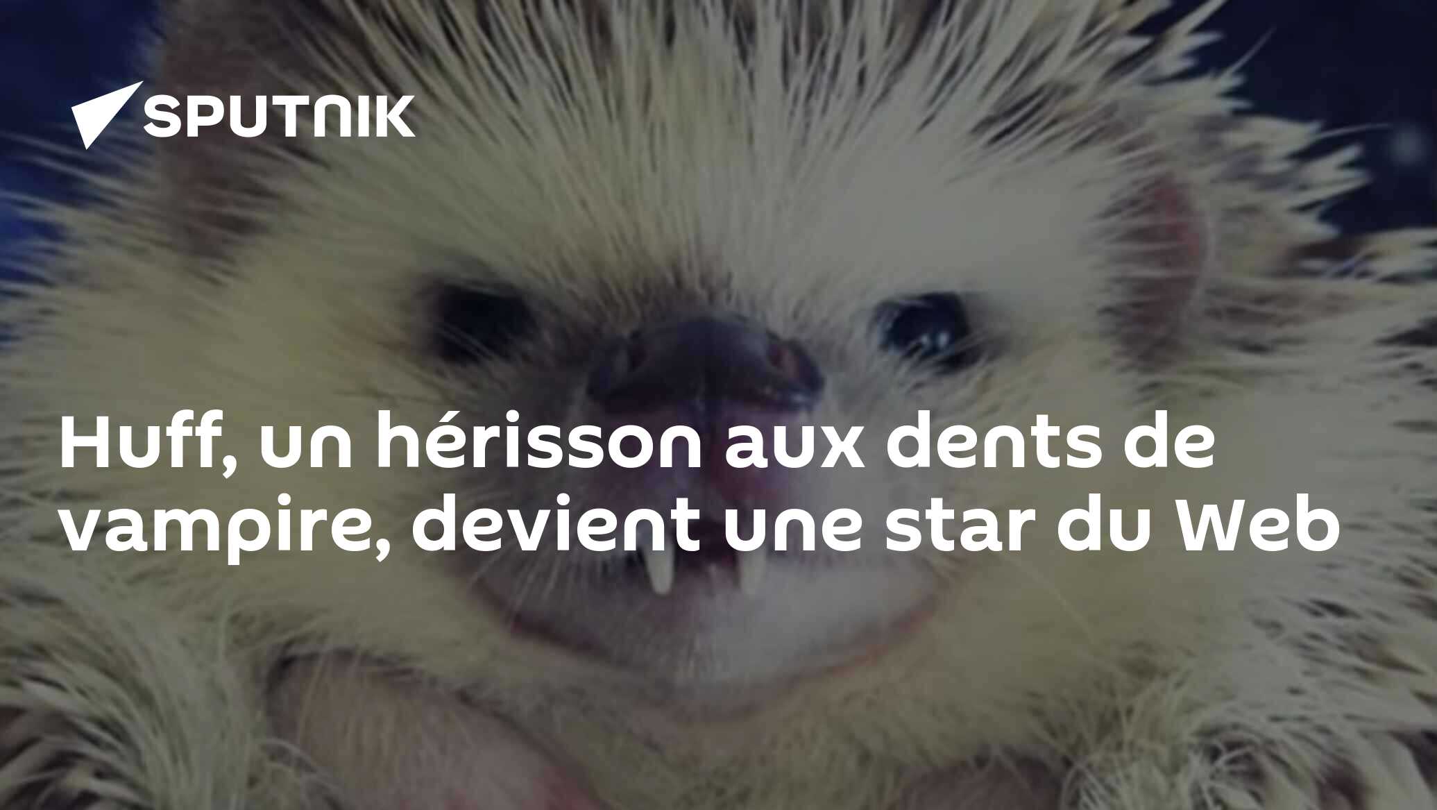 Huff, un hérisson aux dents de vampire, devient une star du Web - 25.04 ...