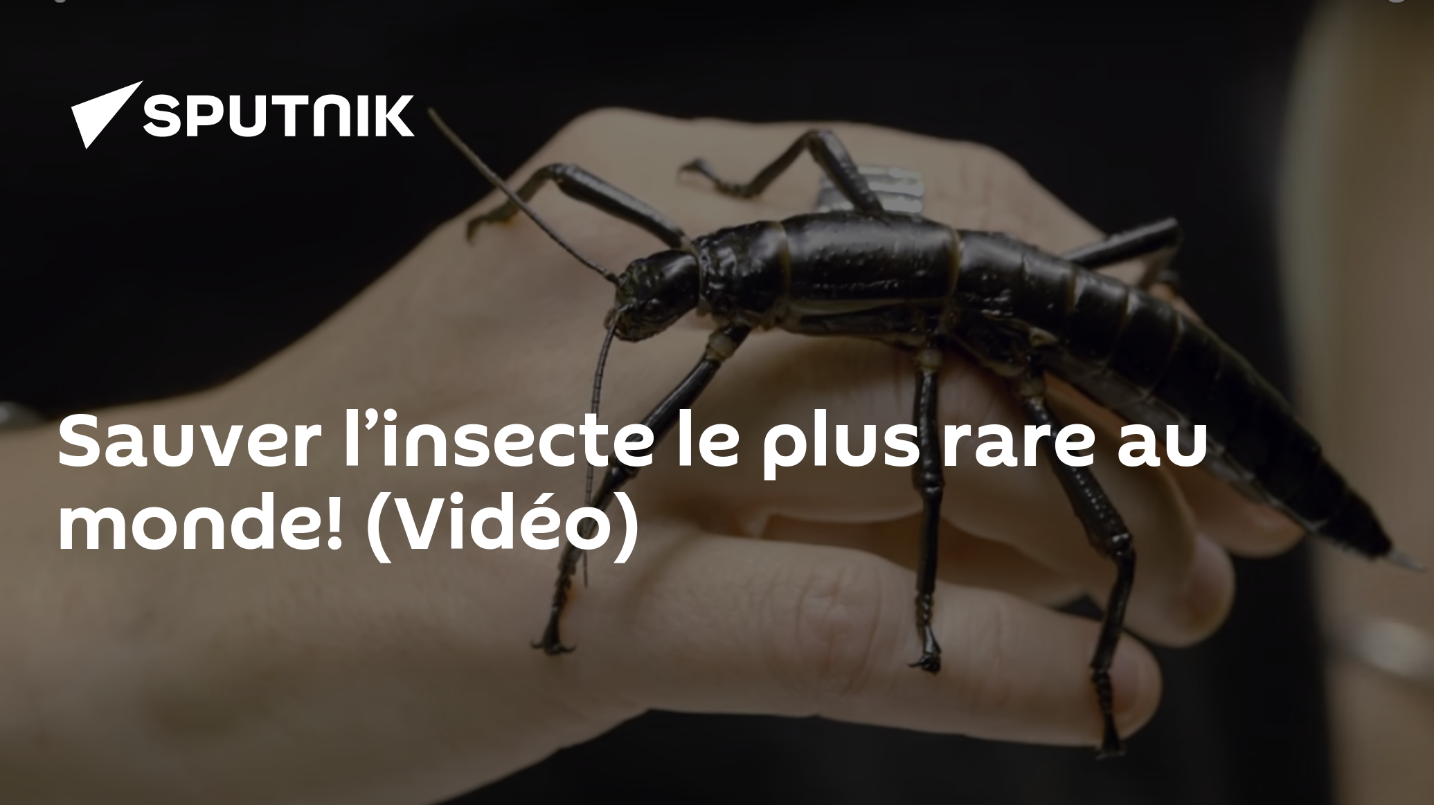 Sauver l’insecte le plus rare au monde! (Vidéo) - 12.11.2016, Sputnik ...