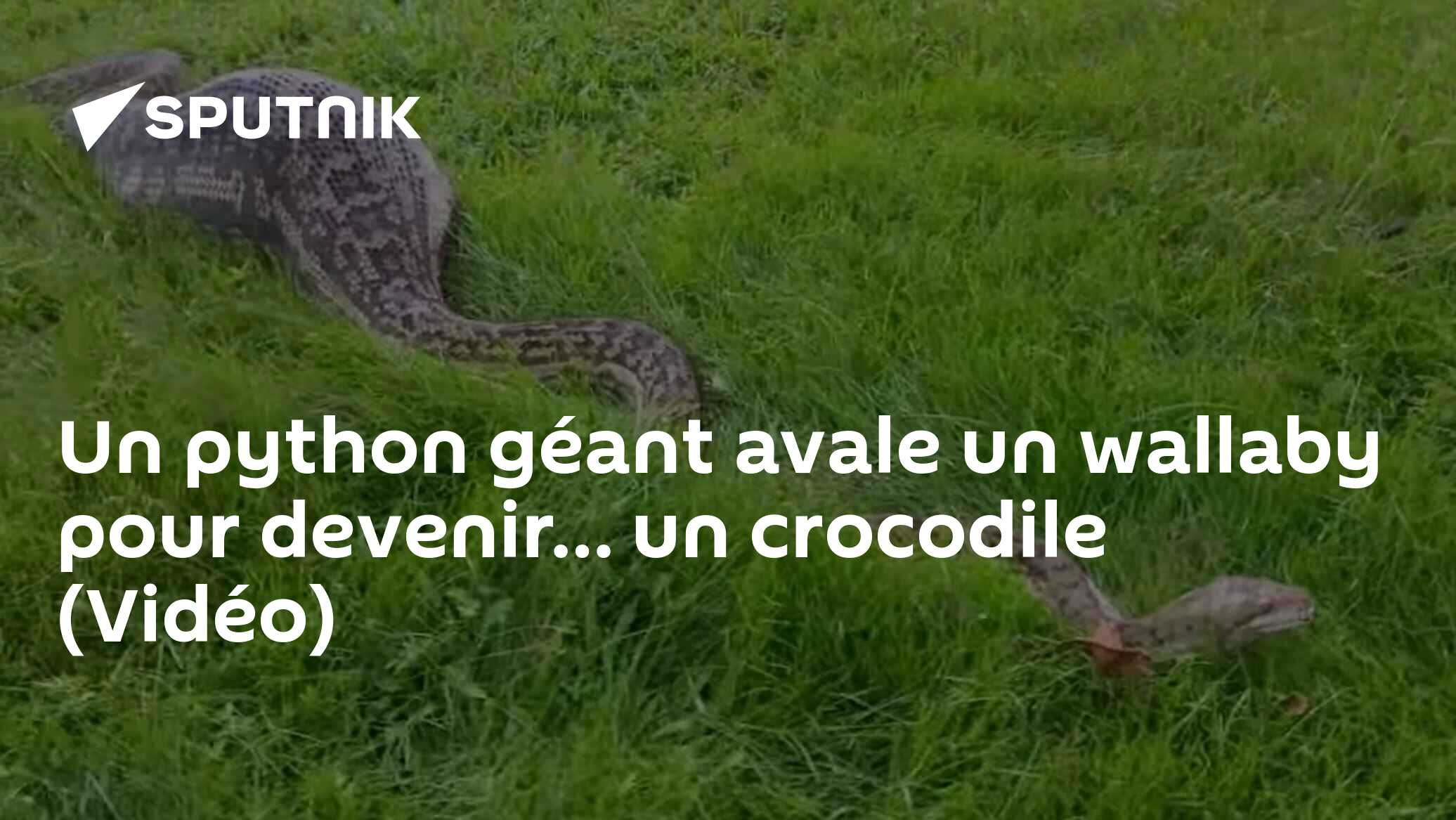 Un python géant avale un wallaby pour devenir… un crocodile (Vidéo ...