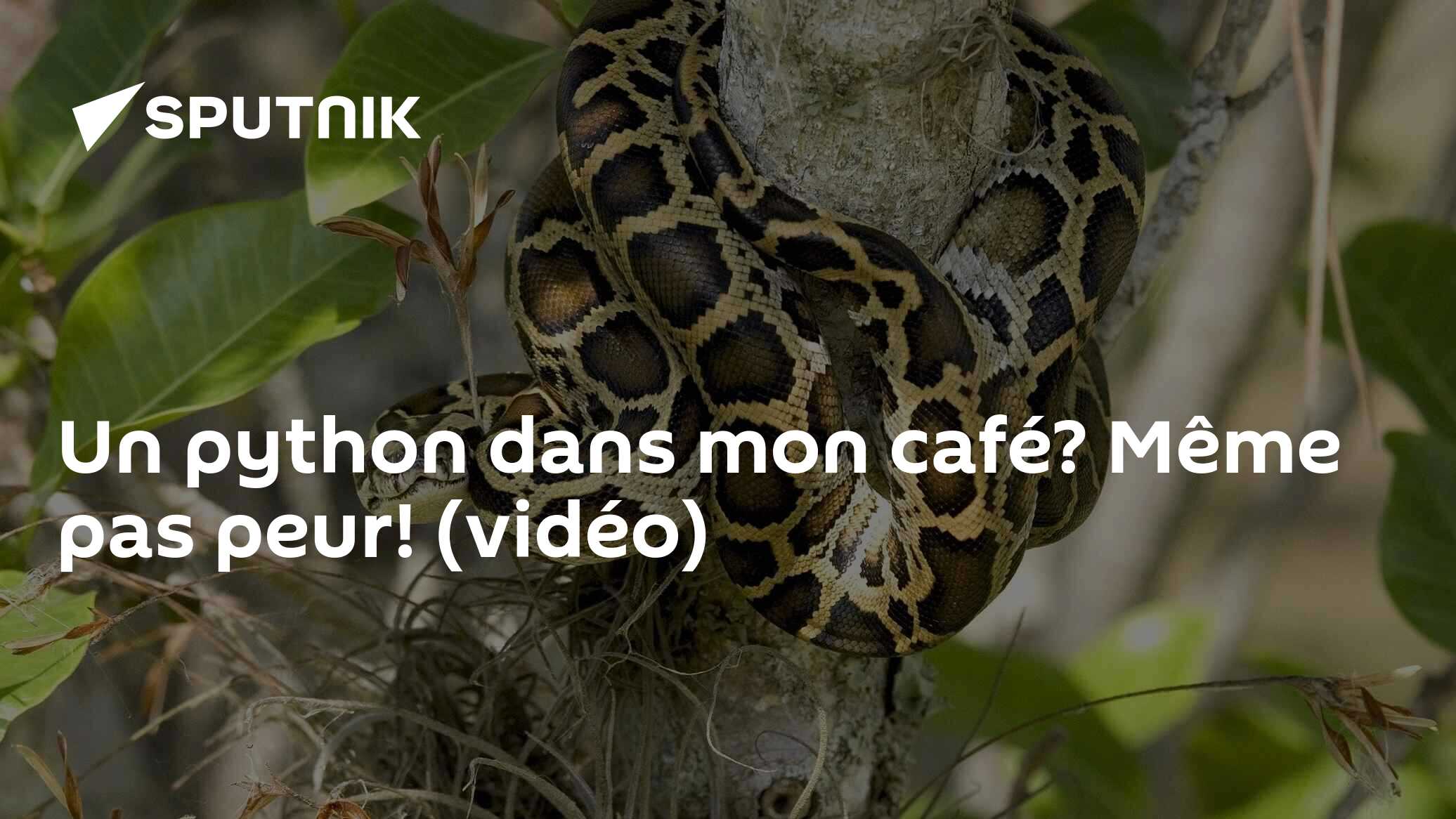 Un python dans mon café? Même pas peur! (vidéo) - 06.06.2017, Sputnik ...