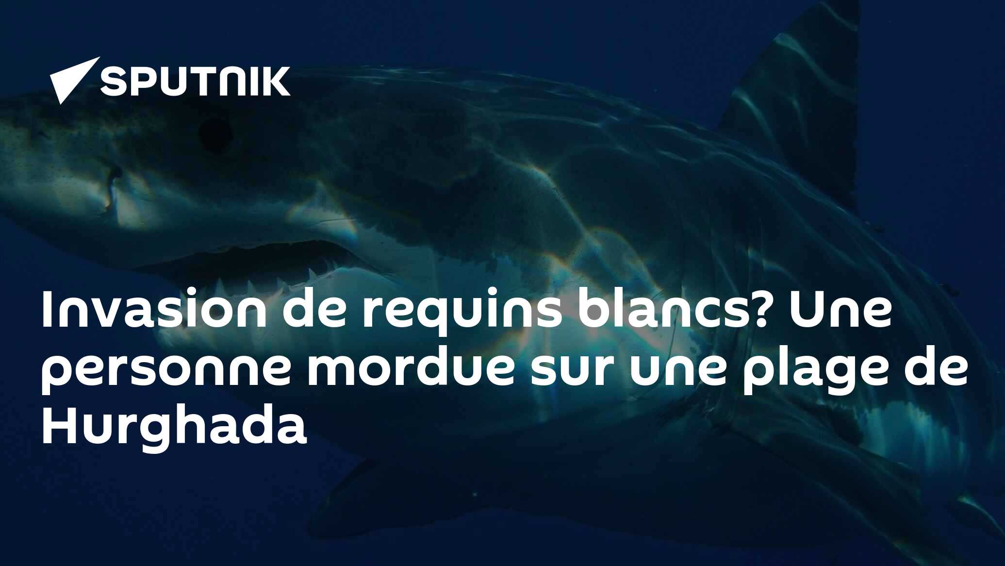 Invasion de requins blancs? Une personne mordue sur une plage de ...