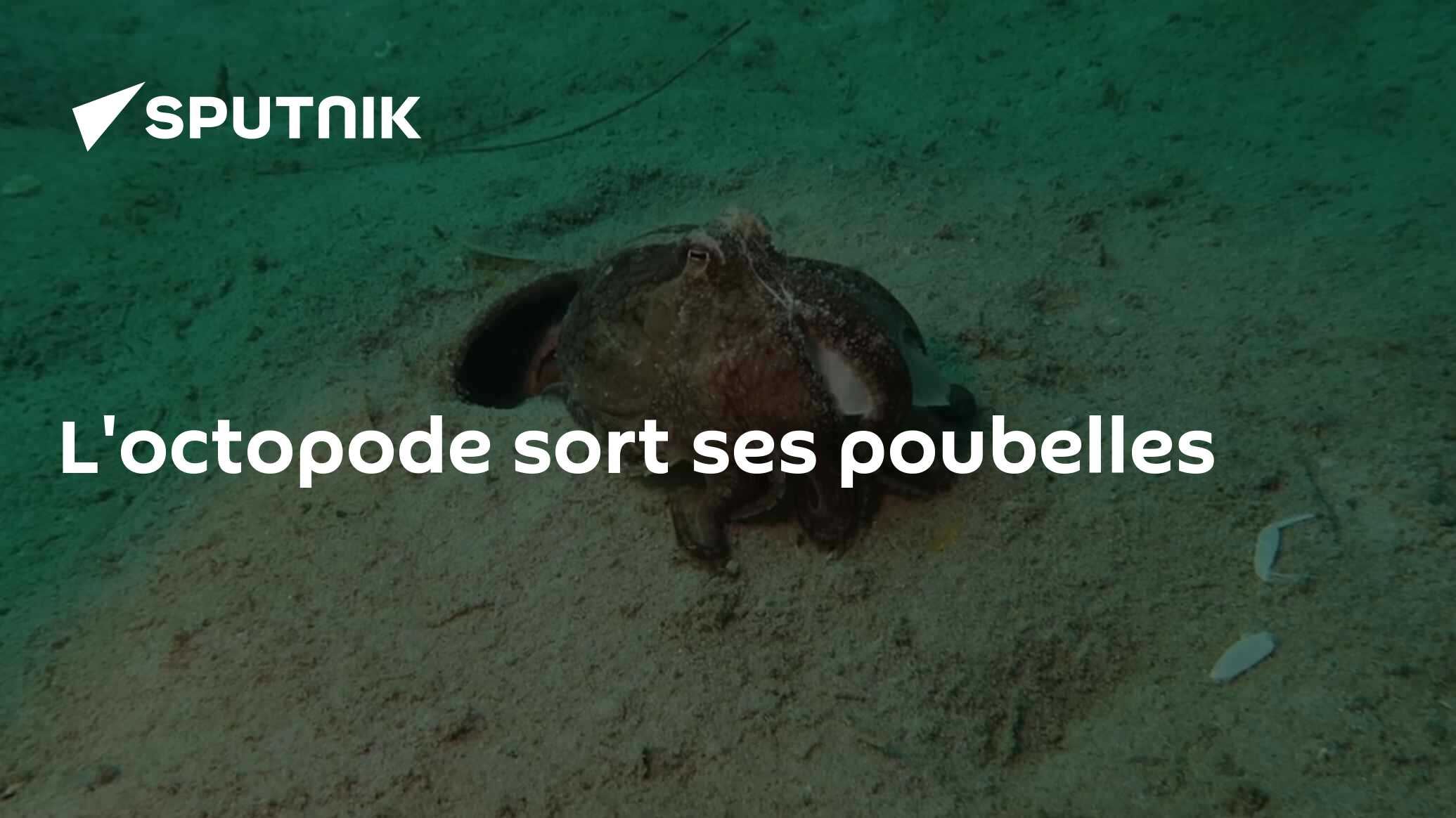 L'octopode sort ses poubelles - 09.12.2017, Sputnik Afrique