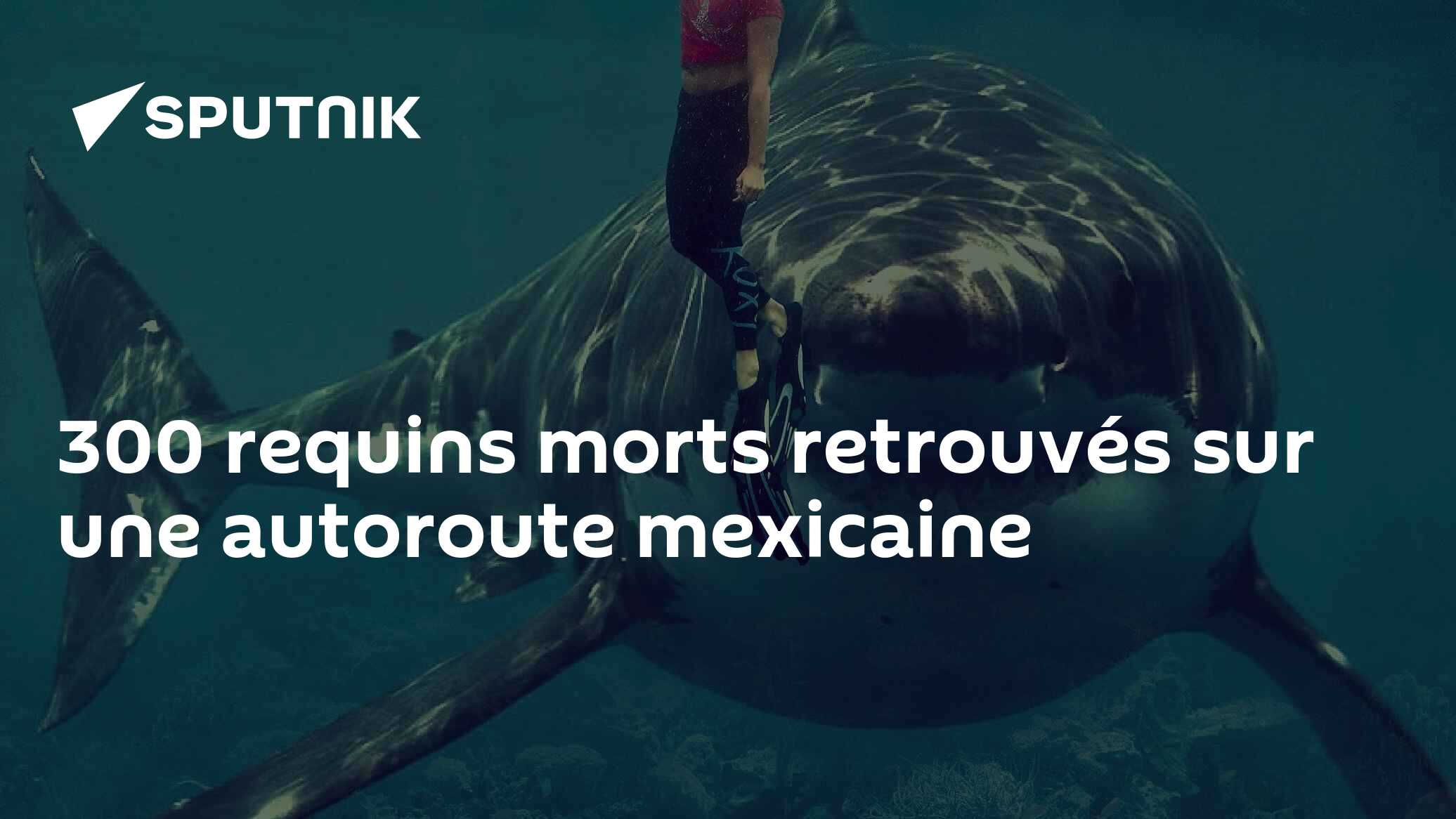 300 requins morts retrouvés sur une autoroute mexicaine - 25.01.2018 ...